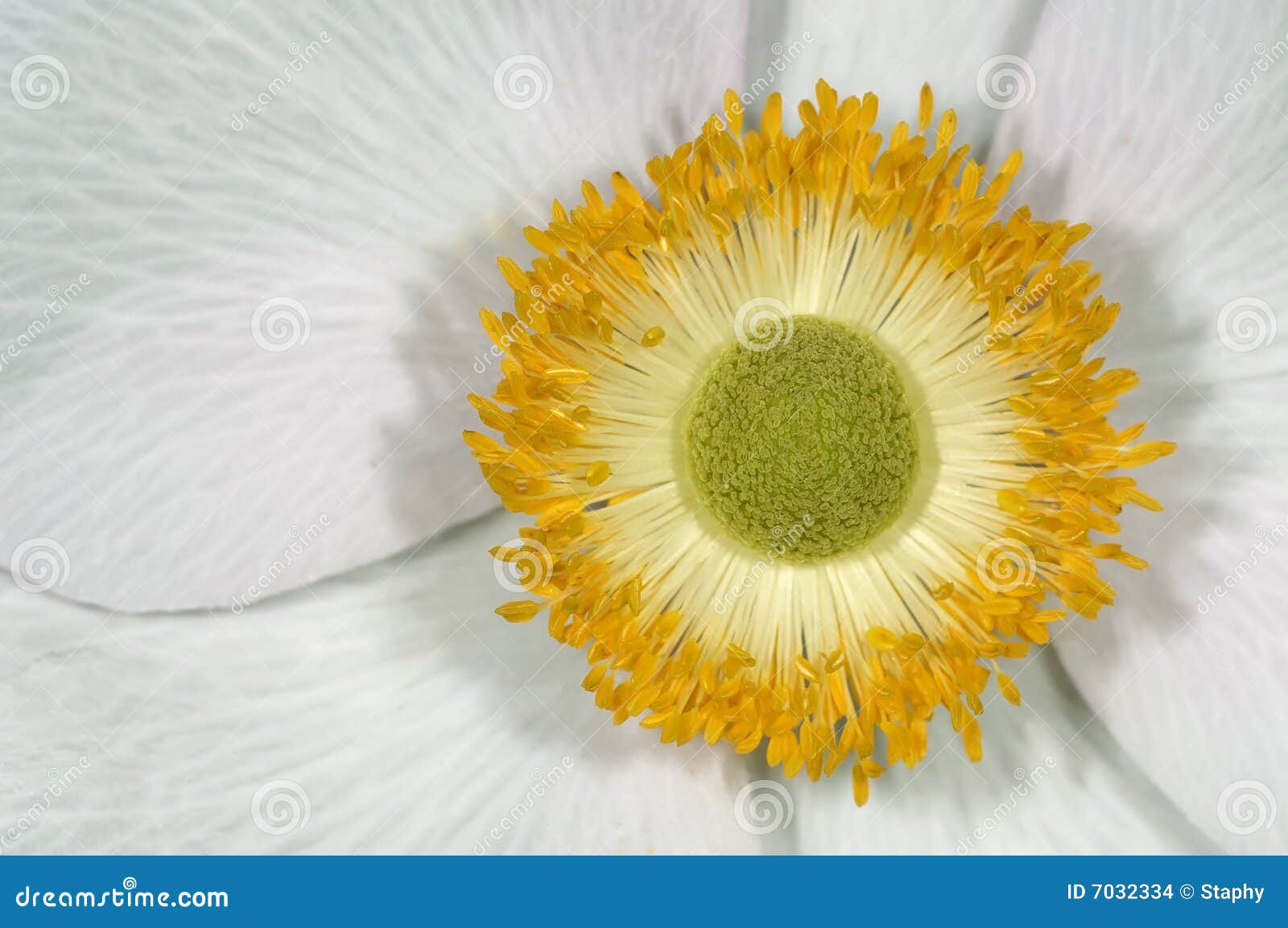 Yellow-white Blossom Inside Stock Photo - Image of beautiful, circle ...