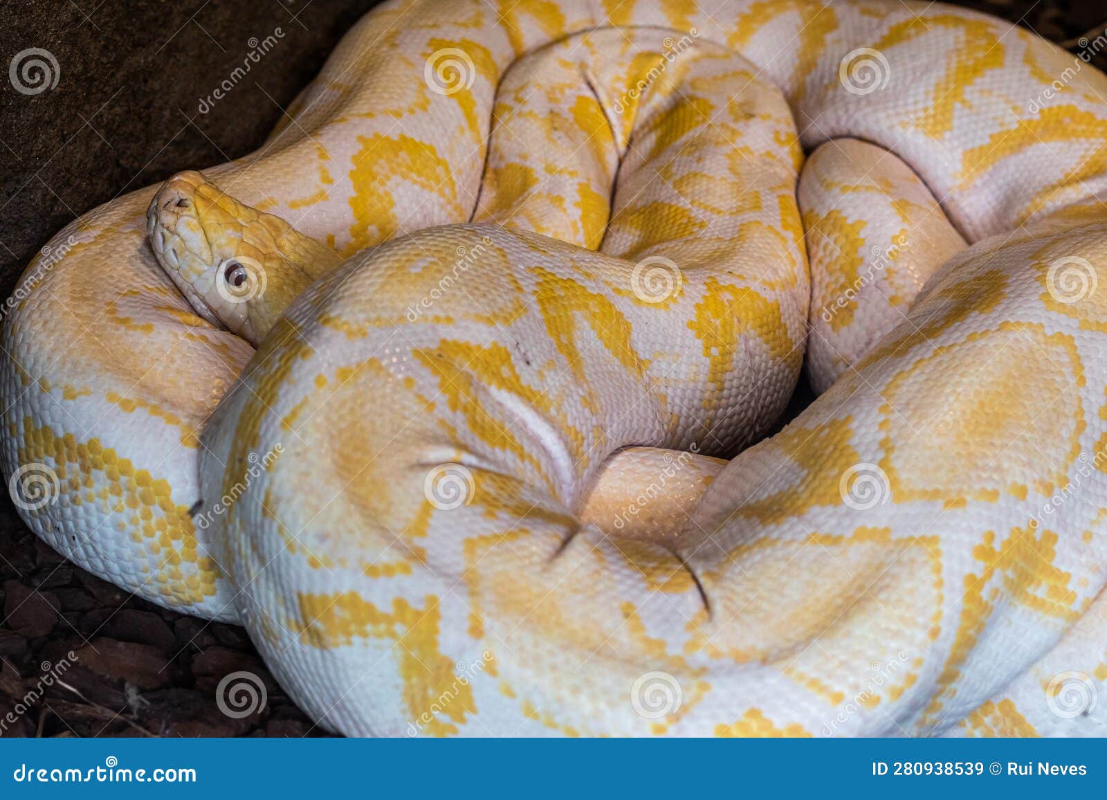 Yellow and White Burmese Python Curled Up on Itself with Head ...