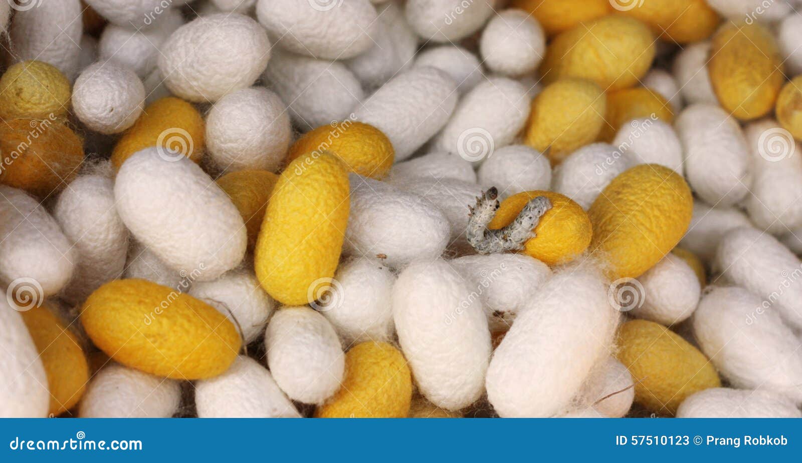 Yellow and White Cocoon Silkworm Stock Image - Image of closeup ...