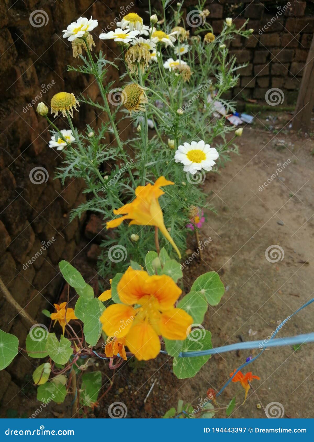 Yellow with White Combination Fliwer Stock Image - Image of flower ...