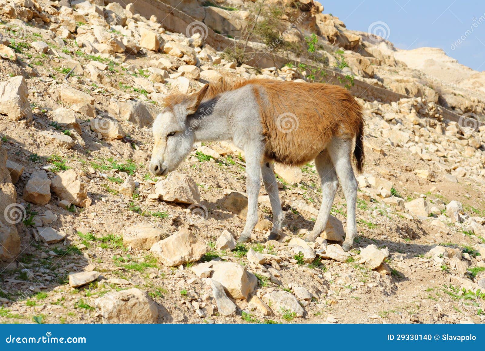 Yellow and White Donkey on Rocky Hillside in the Desert Stock Photo ...