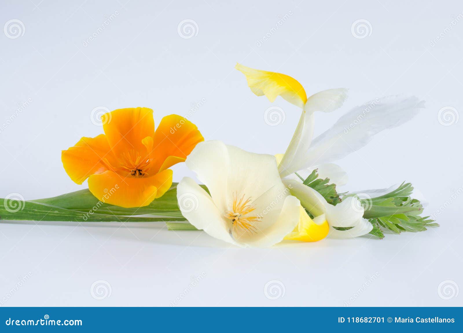 Bouquet of Flowers on White Background. Flat Lay. Stock Image - Image ...