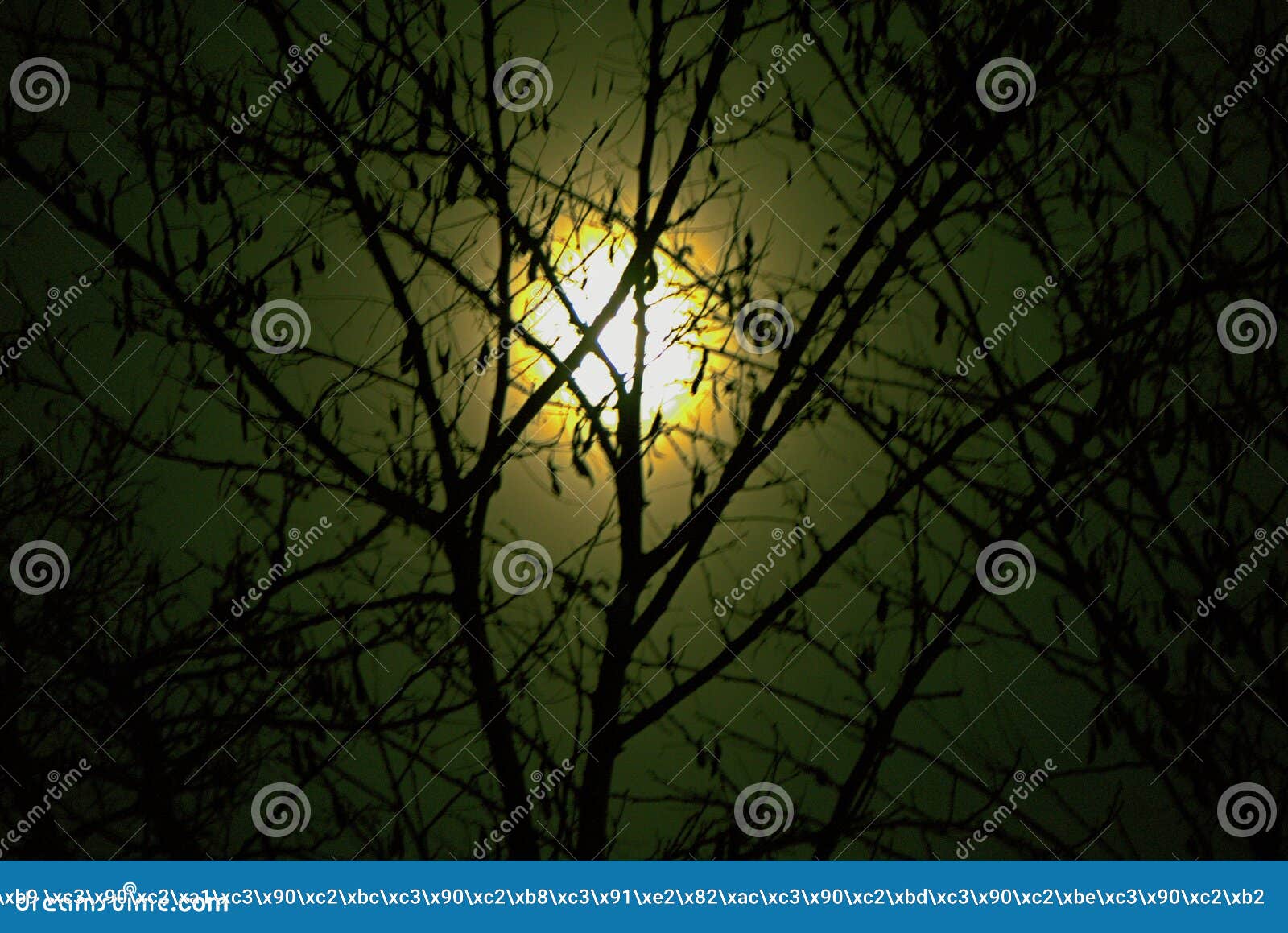 Full Moon through Tree Branches on a Winter Night Stock Photo - Image ...