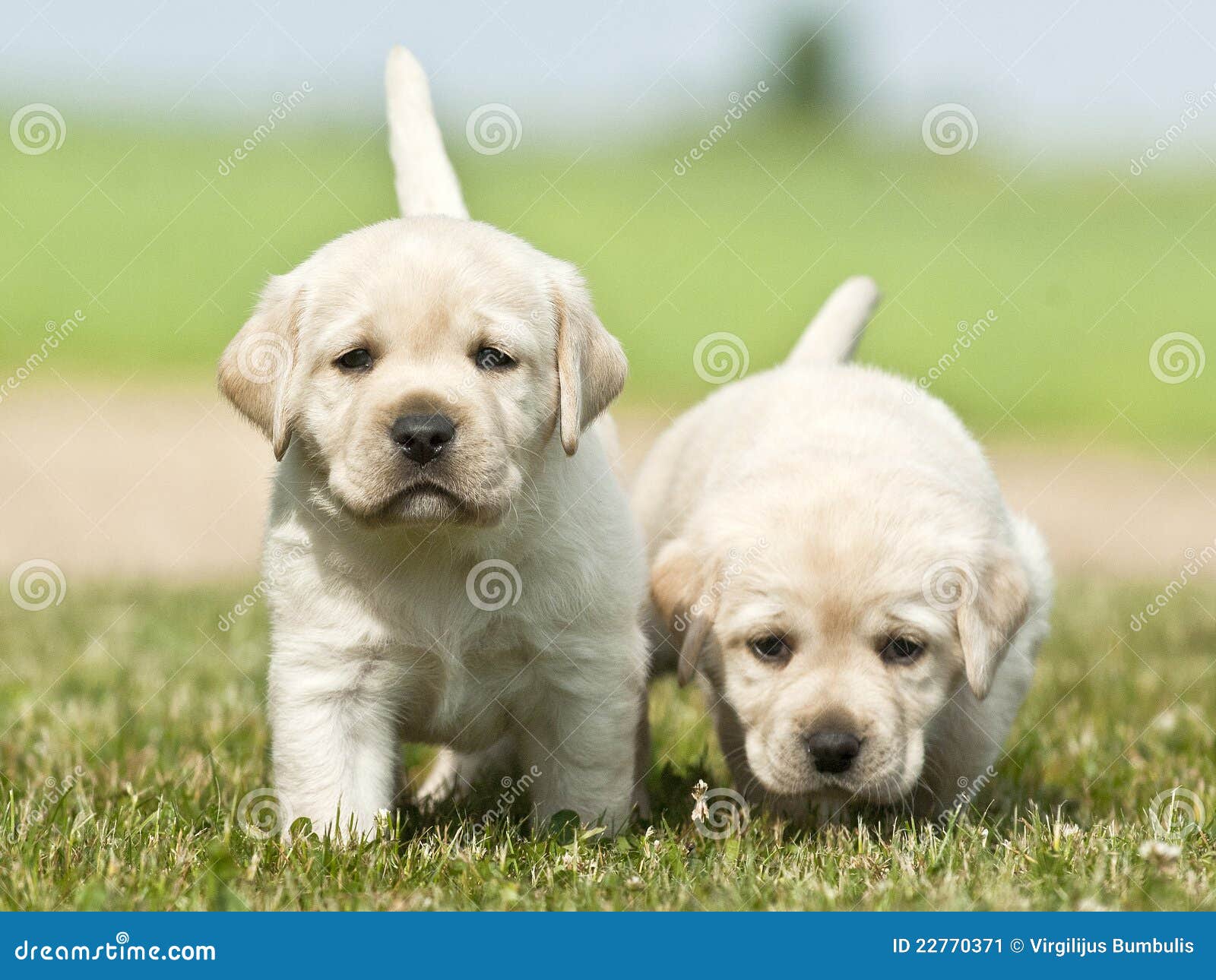 Yellow White Labrador Retriever Stock Image - Image of yellow, eyes ...
