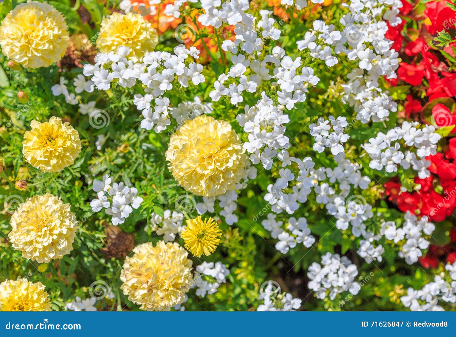Yellow, White, and Red Flowers Stock Image - Image of flower, plants ...