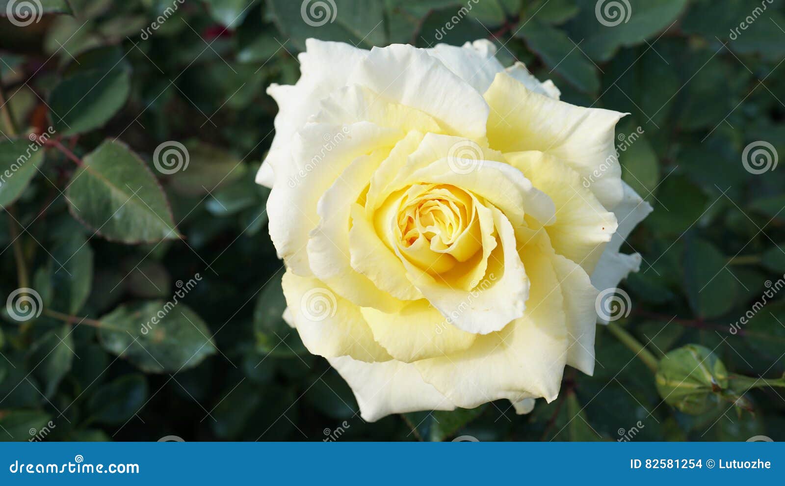 Yellow and White Rose Close-up Stock Photo - Image of colour, rose ...