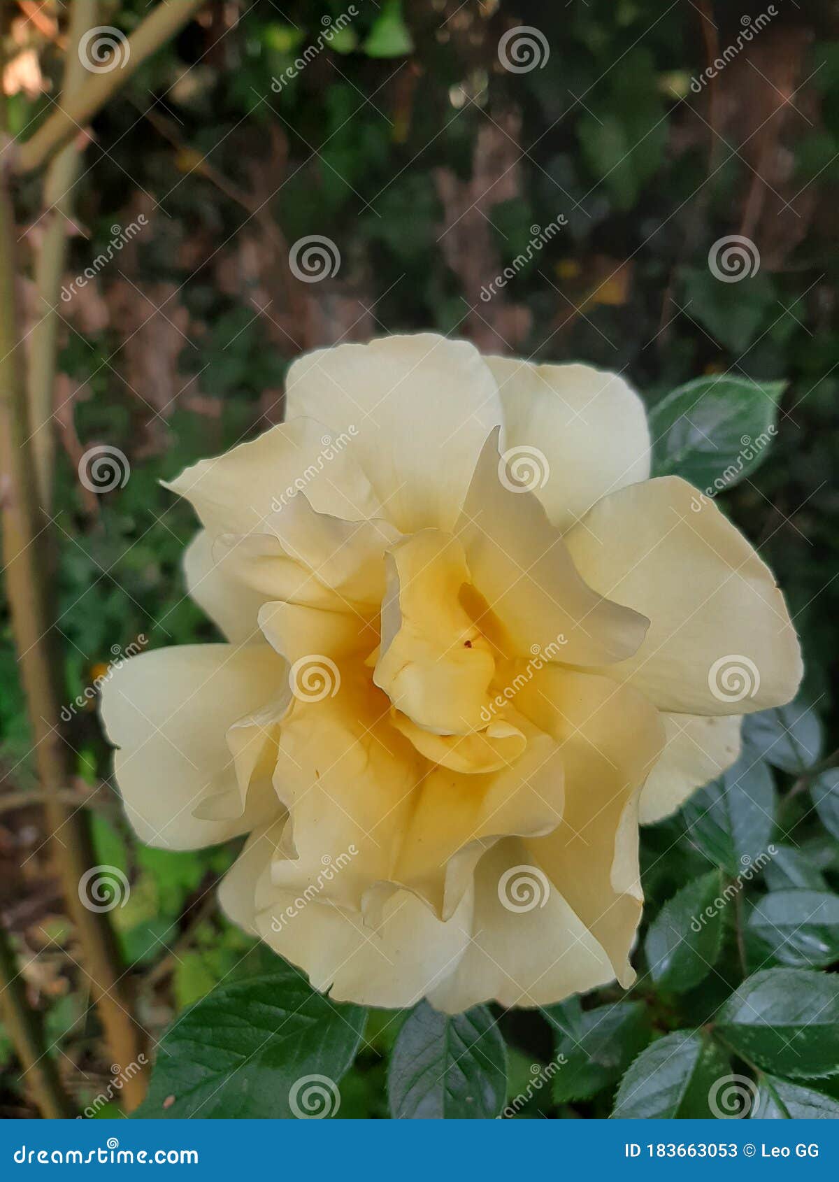 A Yellow and White Rose from the Garden Stock Image - Image of garden ...