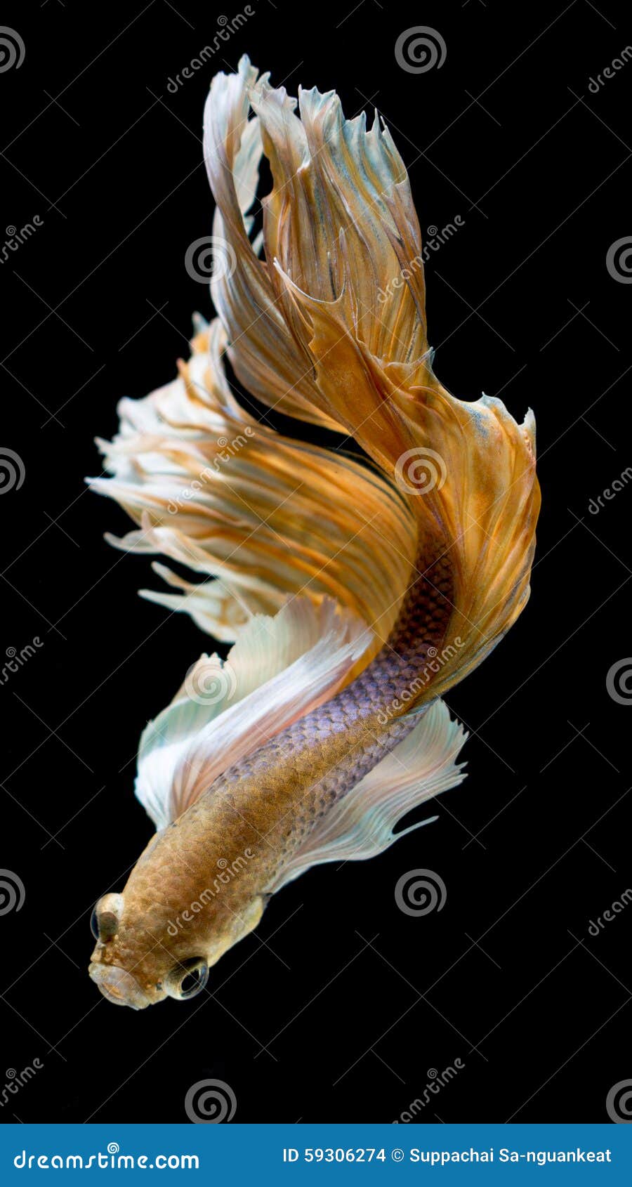 Yellow and White Siamese Fighting Fish, Betta Fish Isolated on B Stock ...