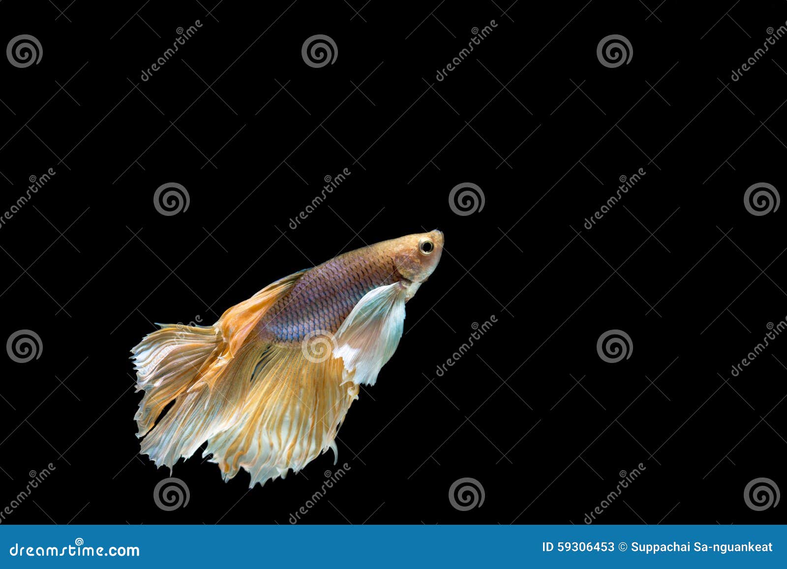 Yellow and White Siamese Fighting Fish, Betta Fish Isolated on B Stock ...