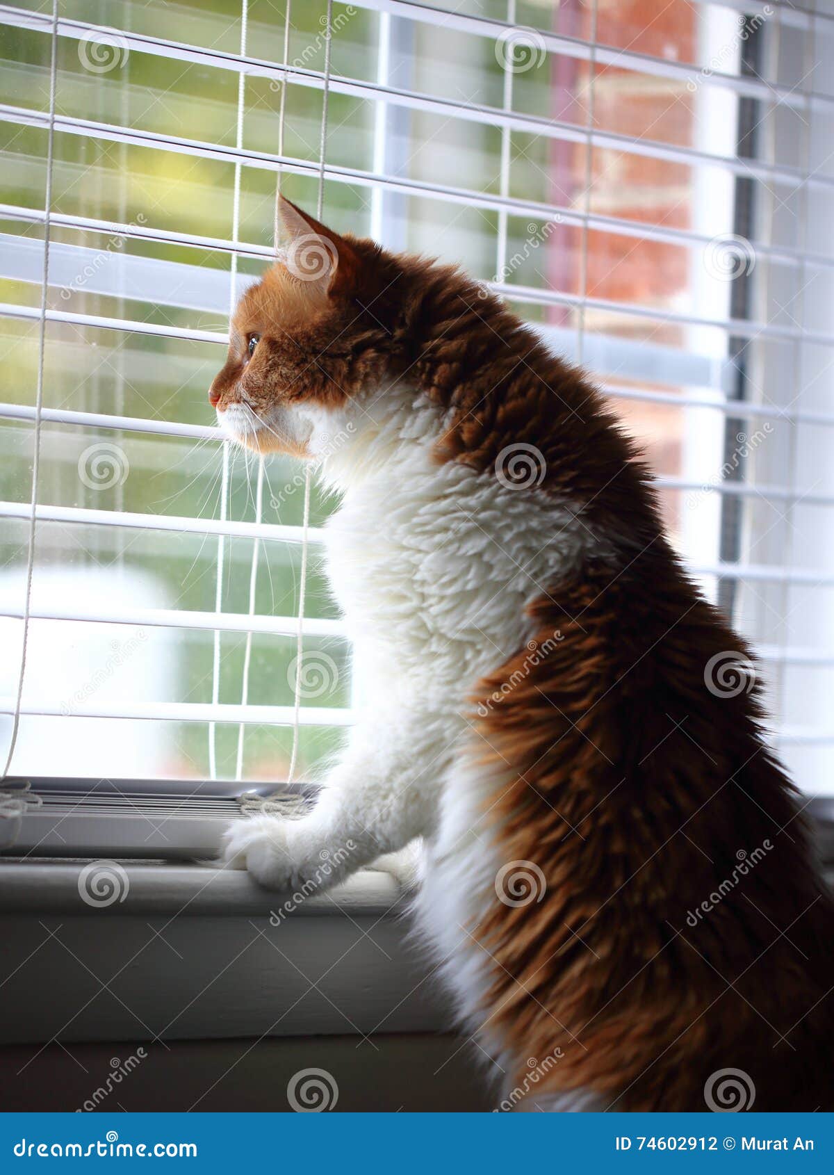Yellow and White Siberian Cat Looking through Window. Stock Photo ...