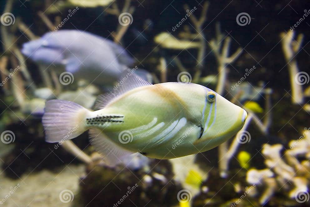 Yellow and White Tropical Fish Stock Image - Image of stripe, yello ...