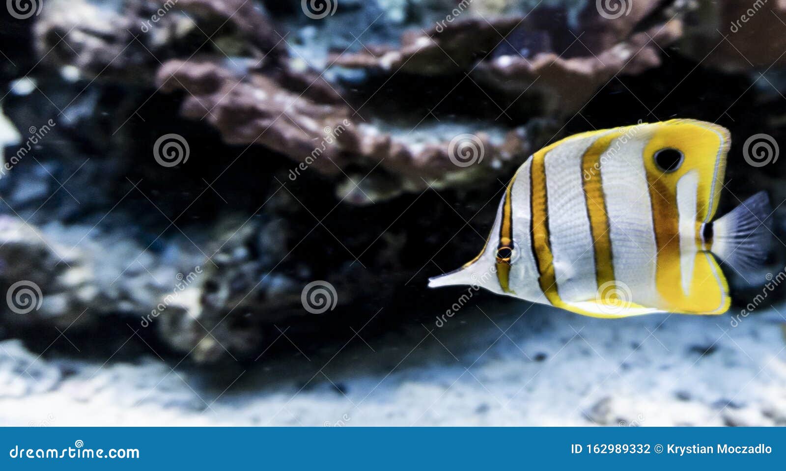 Yellow and White Tropical Fish Stock Photo - Image of background ...