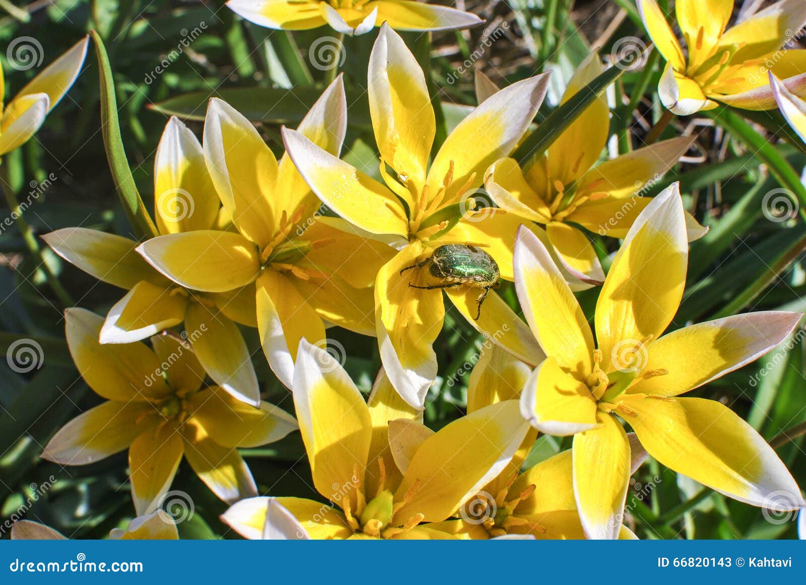 Tulipa Tarda Late Tulip Or Tarda Tulip With Inflorescence Of Yellow ...
