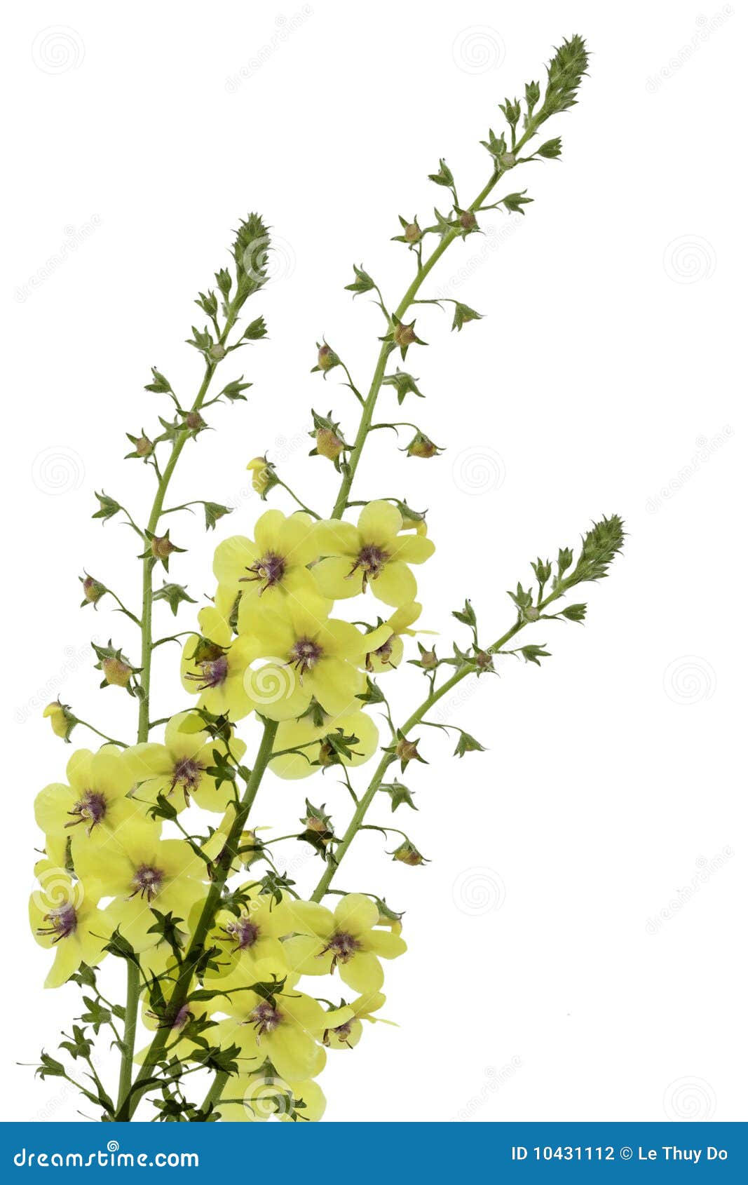 Yellow Wild Flower stock photo. Image of isolated, bouquet - 10431112