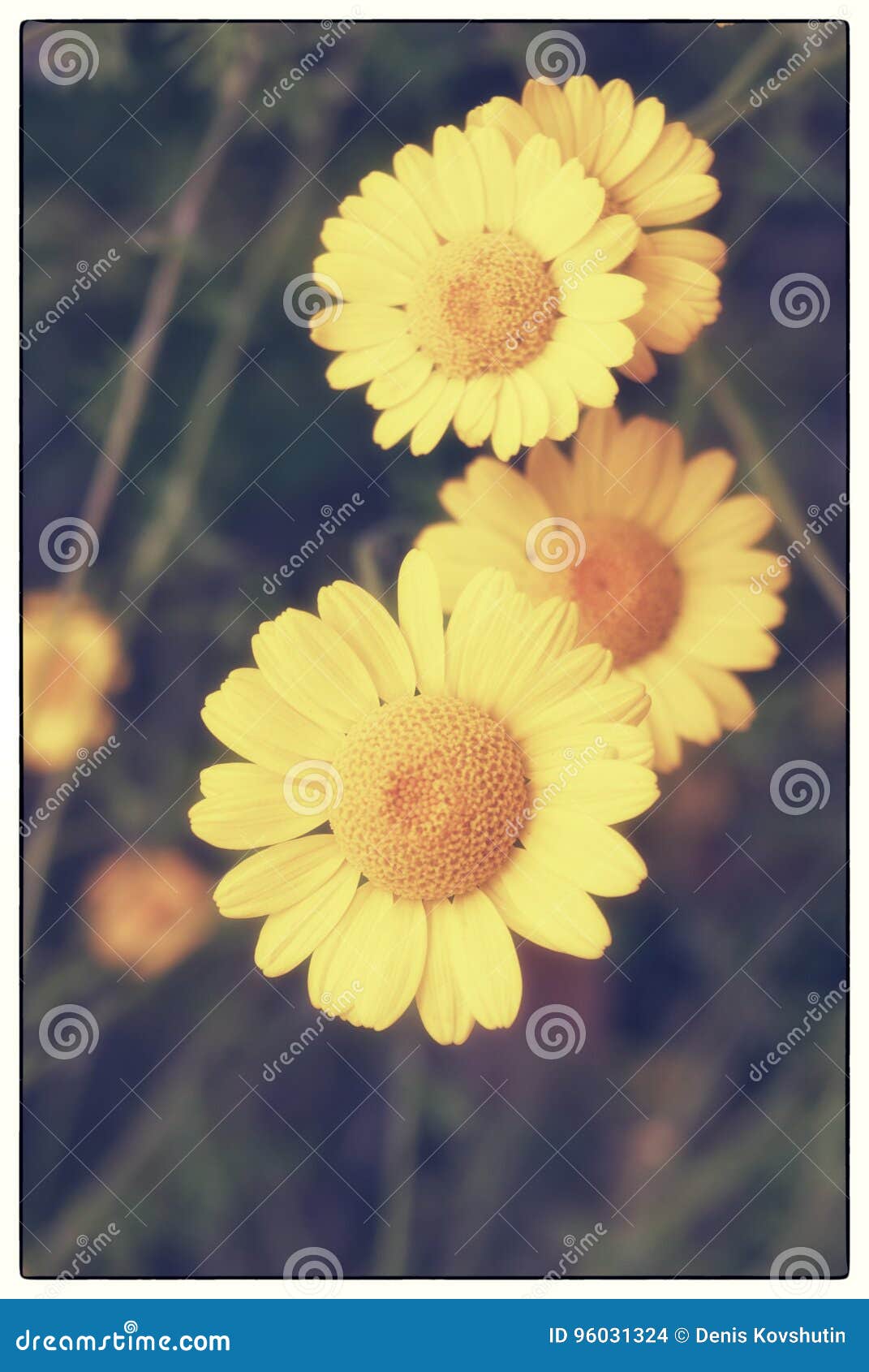 Yellow Wild Flower Daisy Chamomile Close-up on Glade in Fields Stock ...