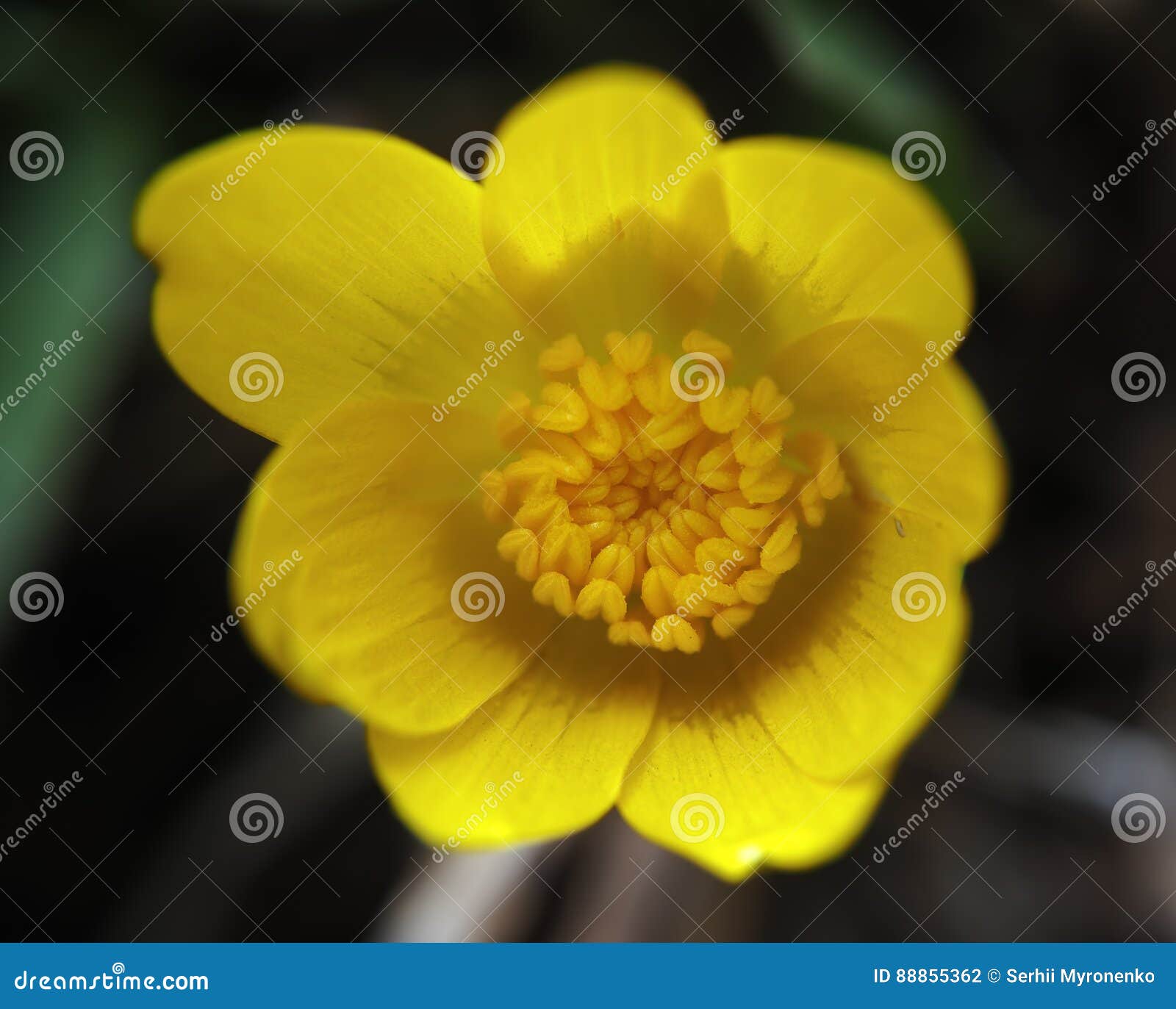 Yellow Wild Flower Macro First Spring Stock Photo - Image of natural ...