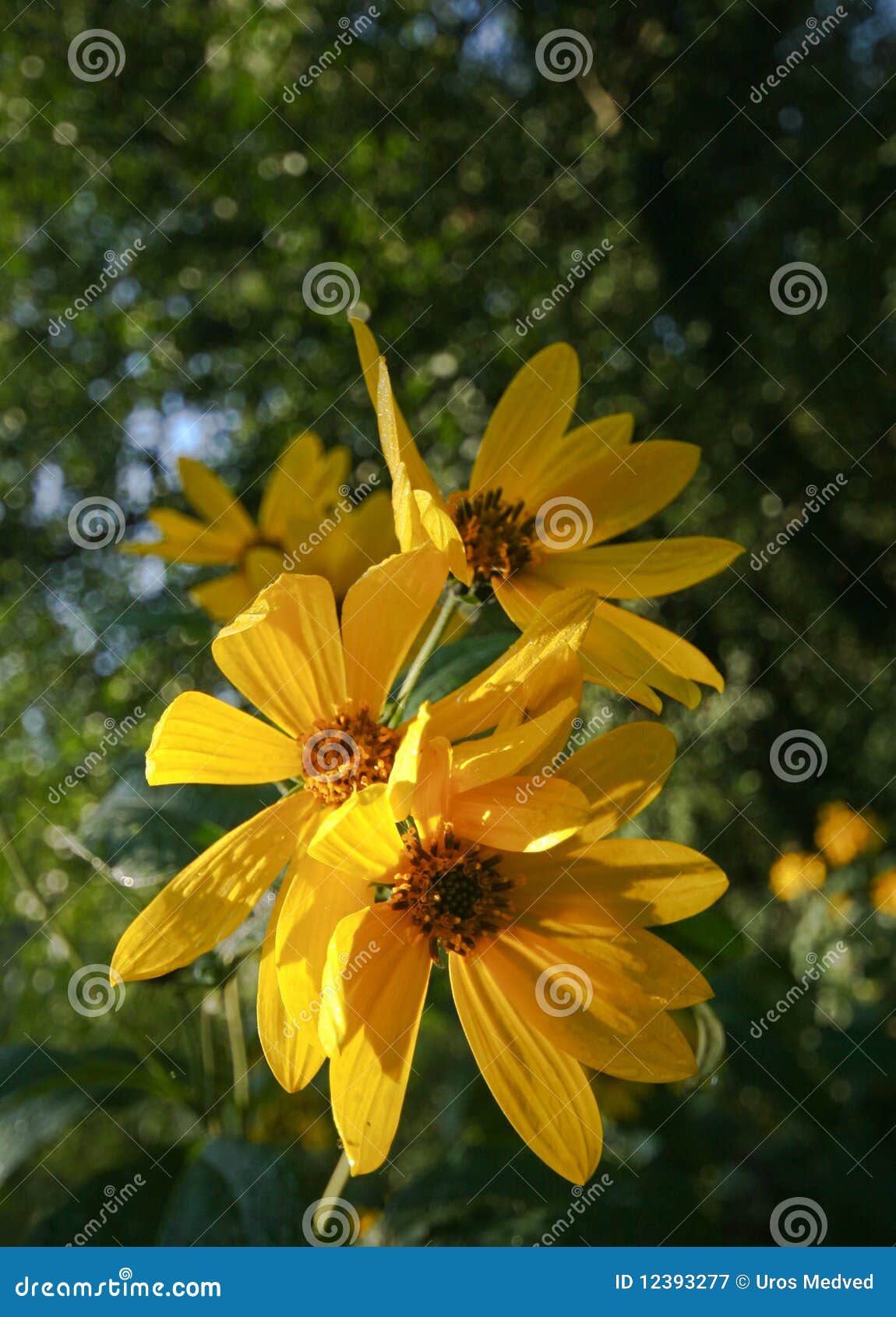 Yellow wild flowers stock image. Image of forest, macro - 12393277