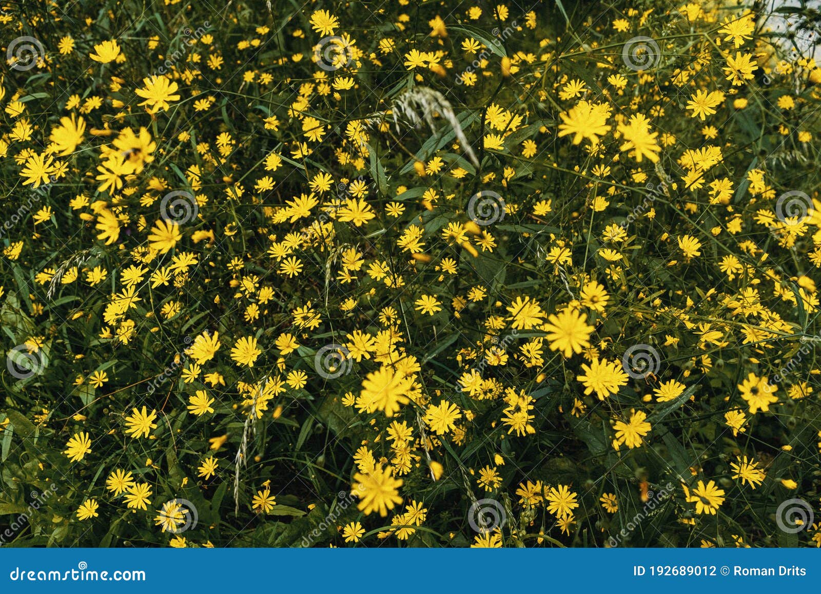Yellow wild flowers stock photo. Image of blue, wild - 192689012