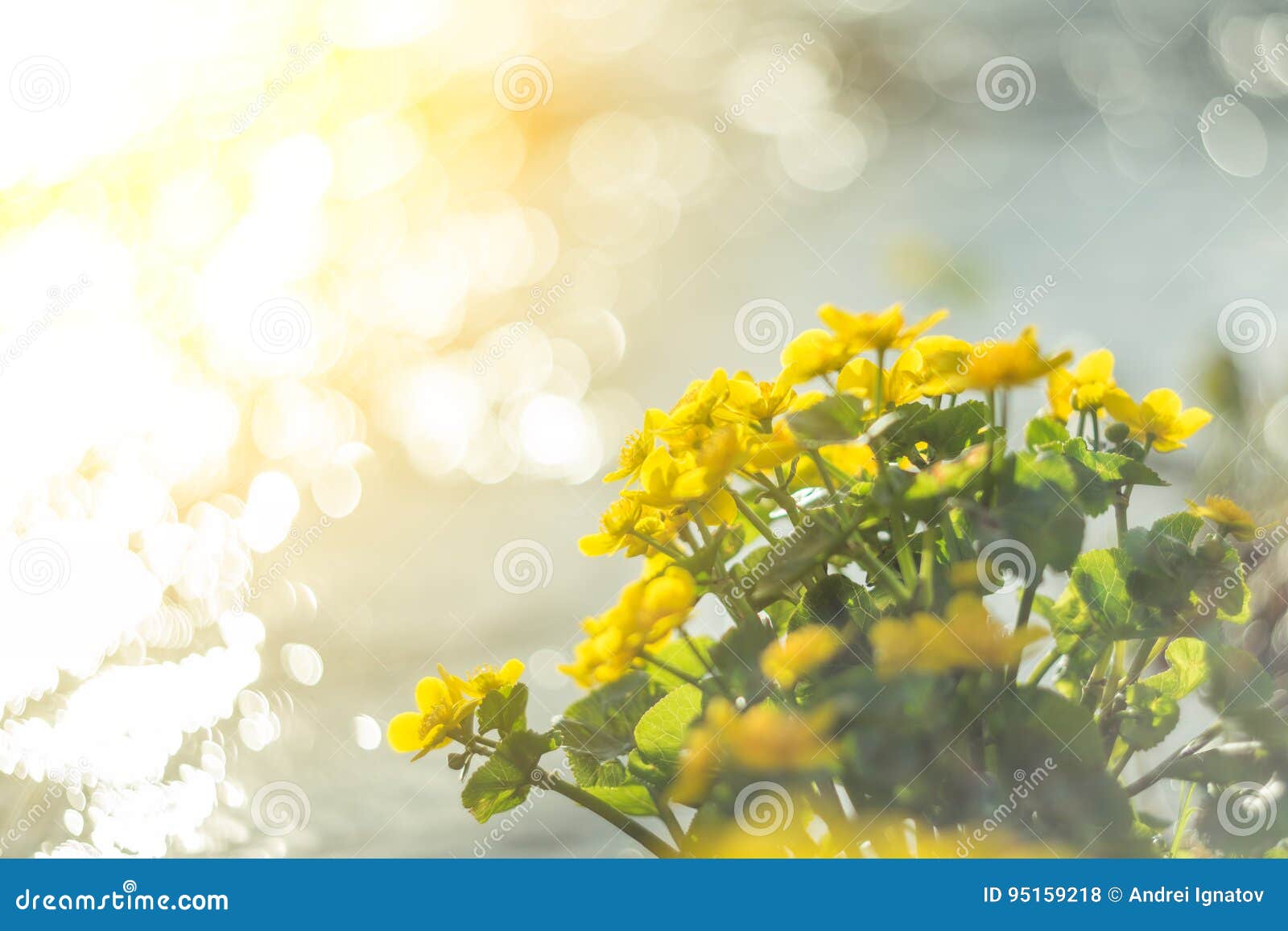 Yellow Wild Flowers by the River with Sun Rays. Stock Photo - Image of ...