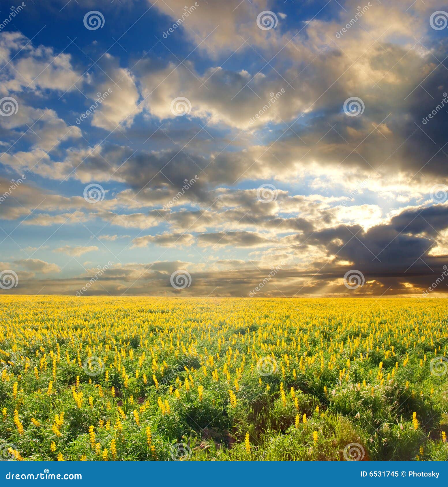 Yellow Wild Flowers Under Dramatic Sunset Skies Stock Image - Image of ...