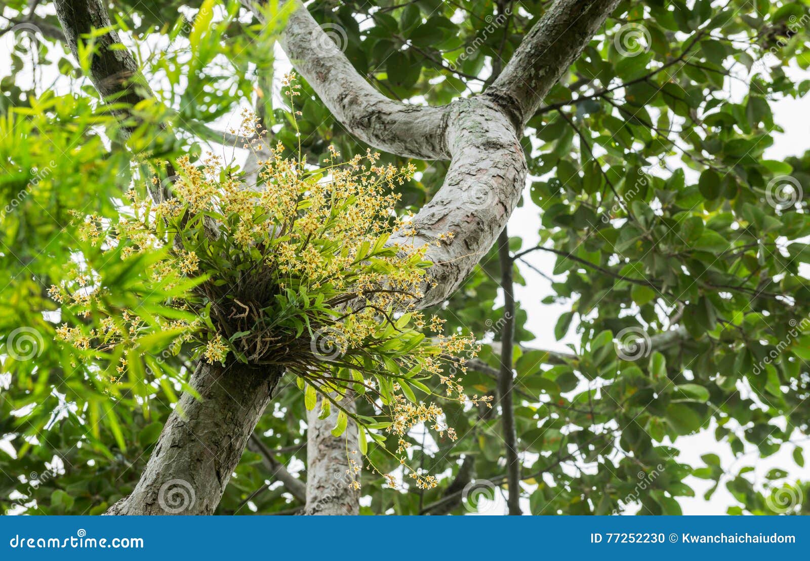 Yellow wild orchid on tree stock photo. Image of christyanum - 77252230