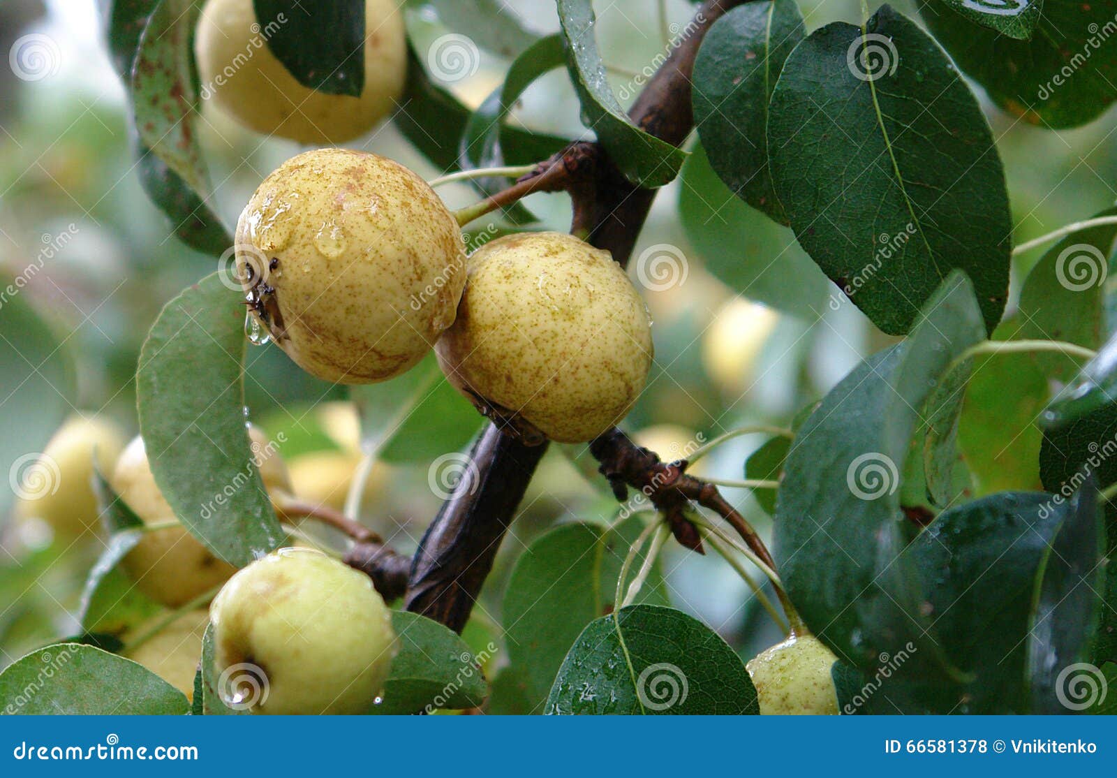 Yellow Wild Pears stock photo. Image of branch, pear - 66581378