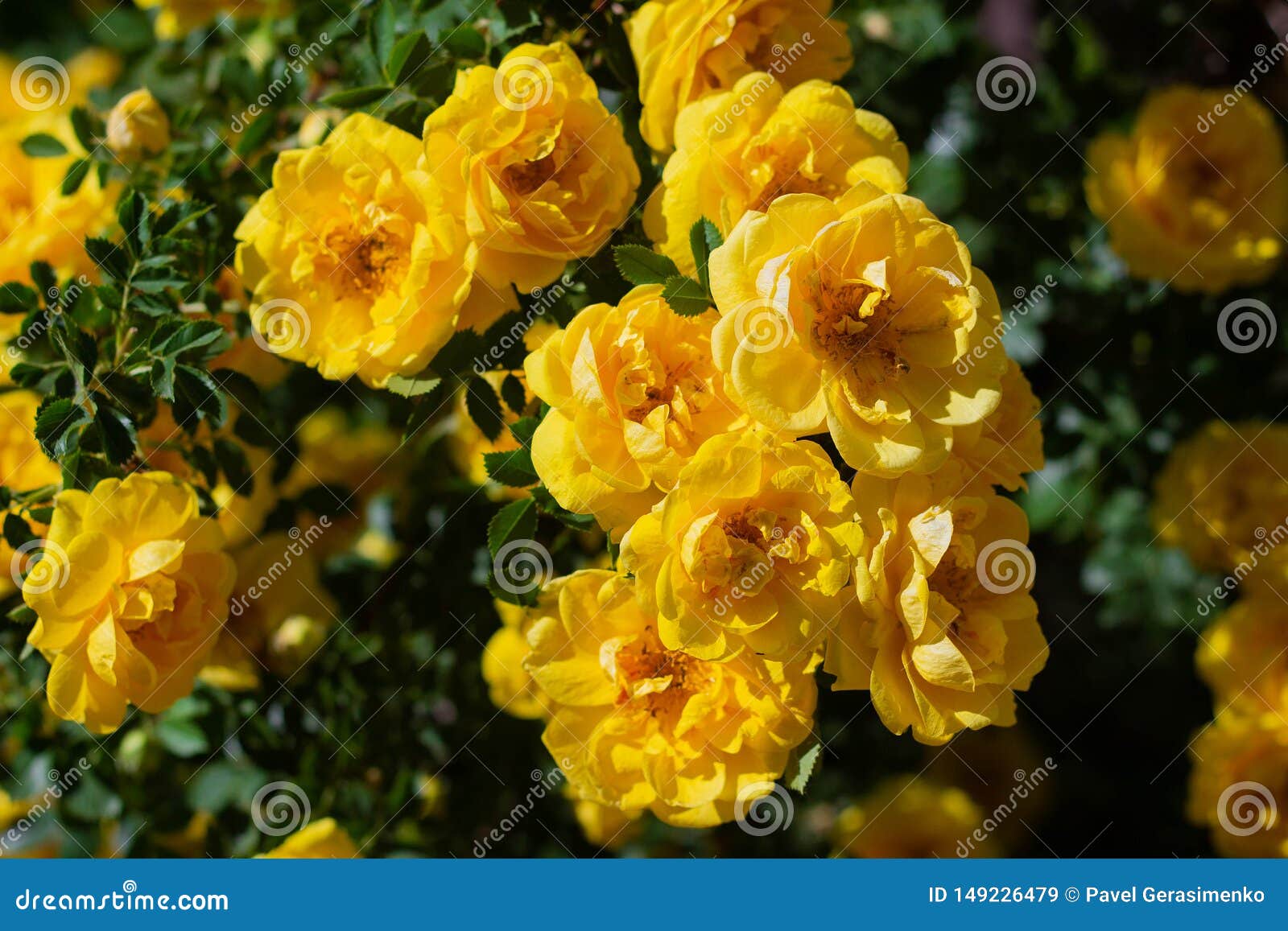 Yellow Wild Rose Bush in Bloom Stock Image - Image of beauty, natural ...