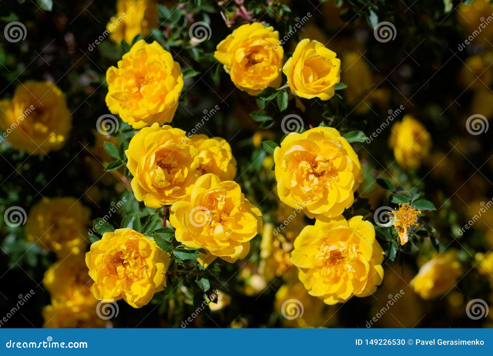 Yellow Wild Rose Bush in Bloom Stock Photo - Image of garden, fragrance ...
