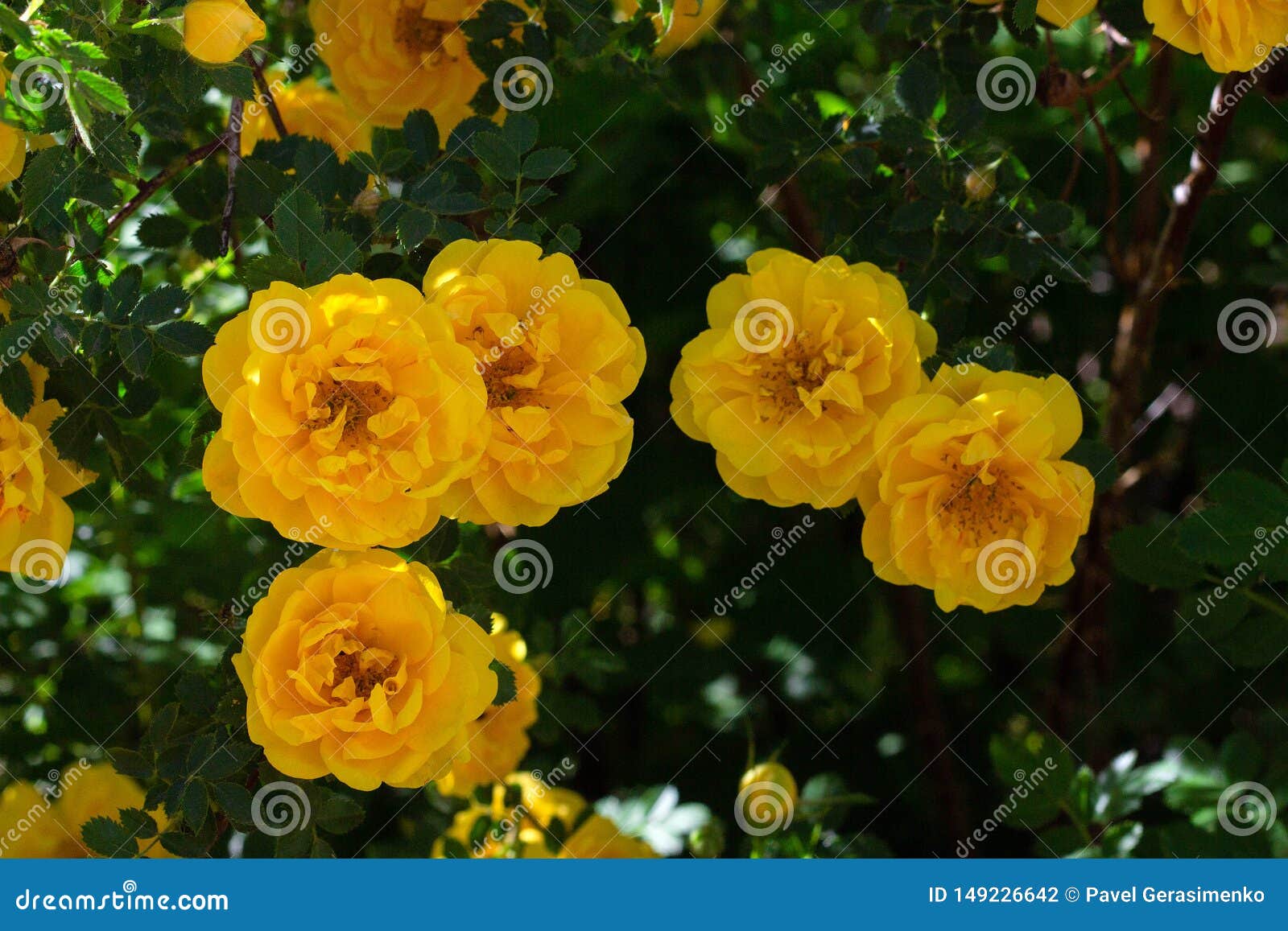 Yellow Wild Rose Bush in Bloom Stock Photo - Image of gardening, bright ...
