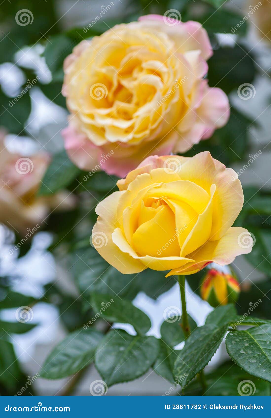 Yellow Wild Rose in the Garden Stock Photo - Image of common, biology ...