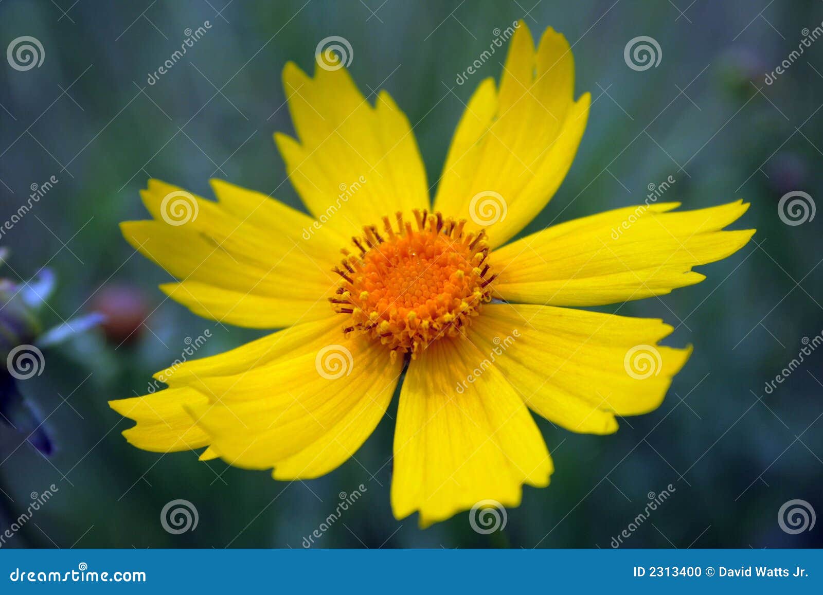 Yellow Wildflower stock photo. Image of flowers, flower - 2313400