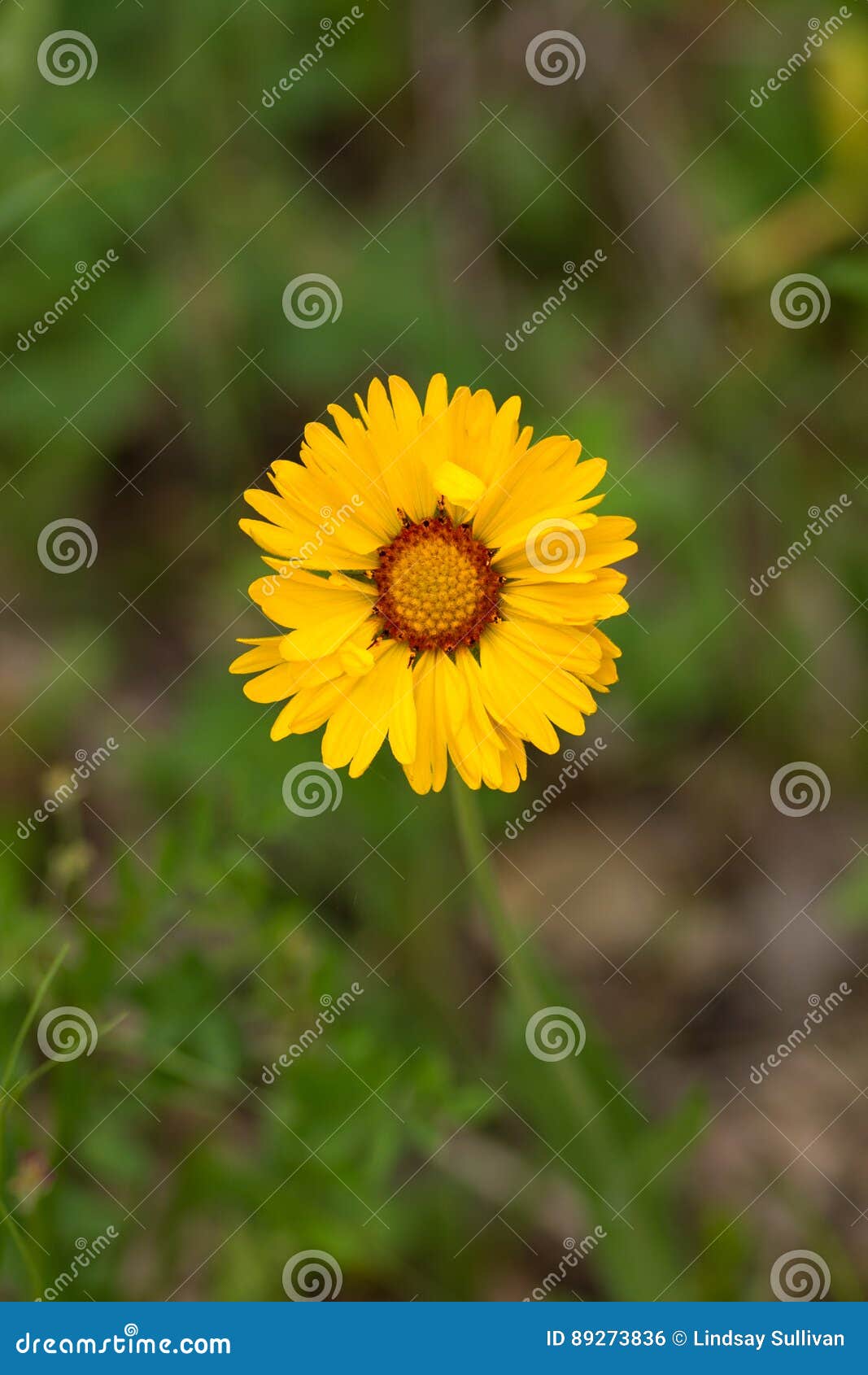 Yellow wildflower stock photo. Image of perfume, botany - 89273836