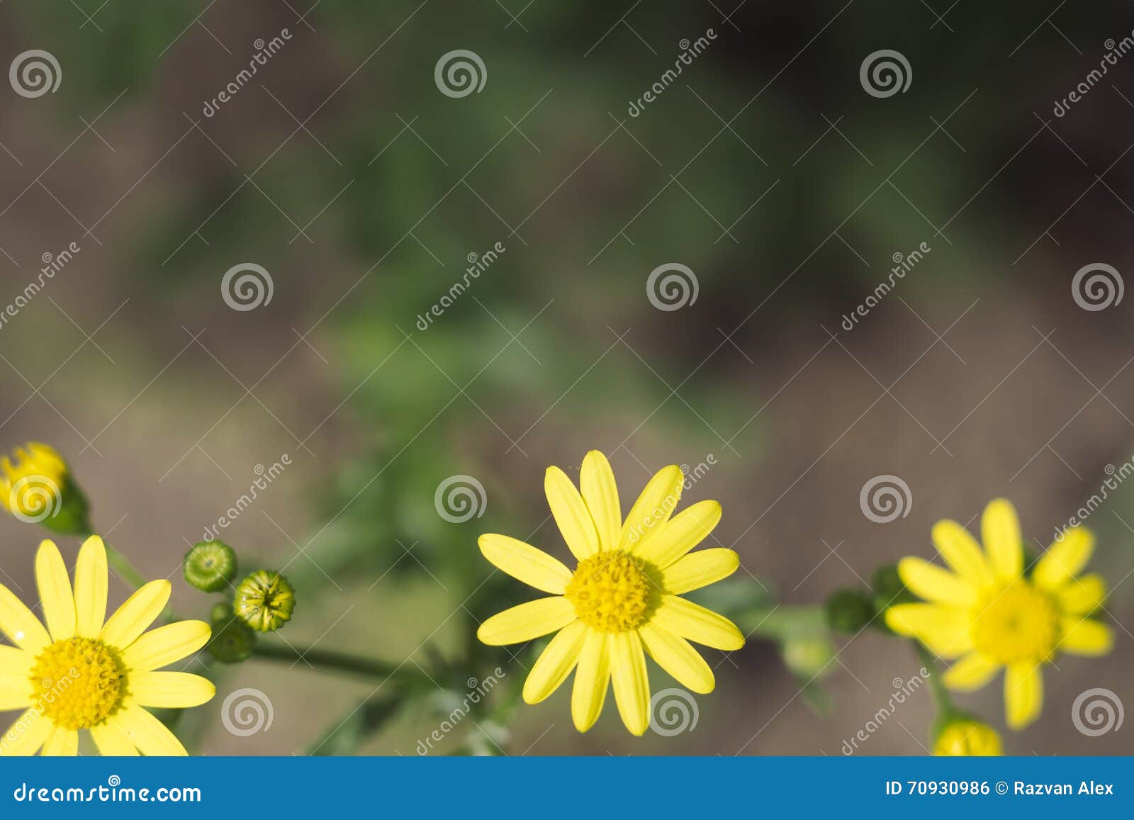 Yellow Wildflower stock photo. Image of bloom, background - 70930986