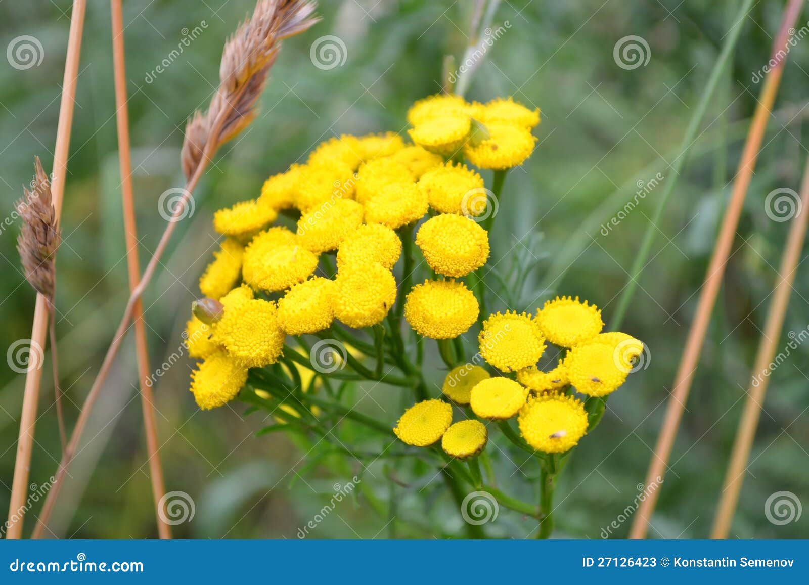 Yellow wildflowers stock image. Image of summer, botany - 27126423