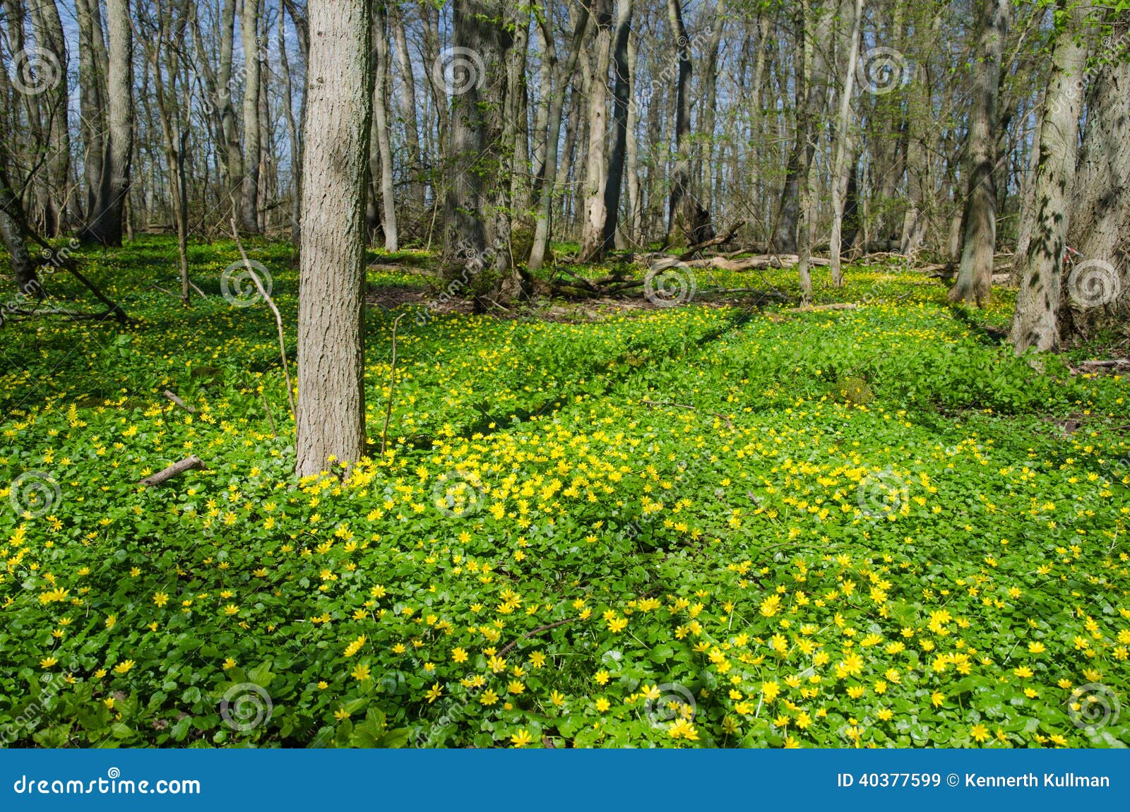 Yellow Wildflowers at Spring Stock Image - Image of outdoor, natural ...