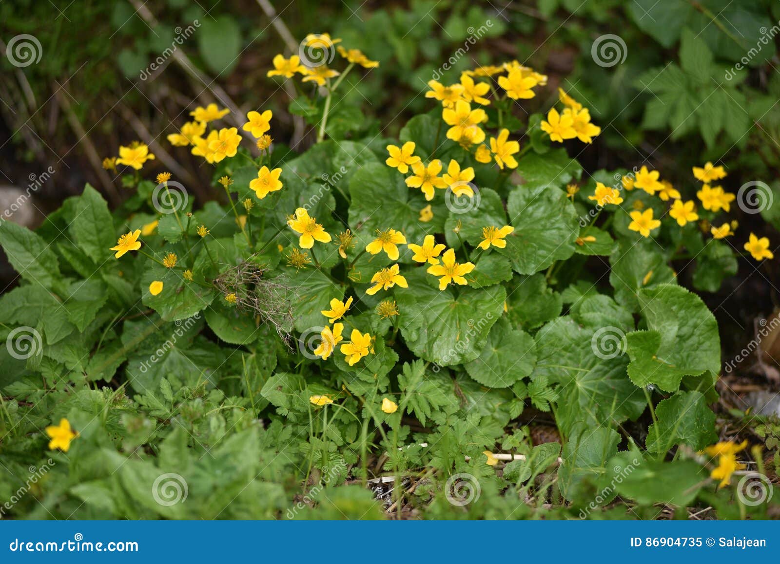 Yellow Wildflowers in the Wild Stock Image - Image of beautiful, beauty ...