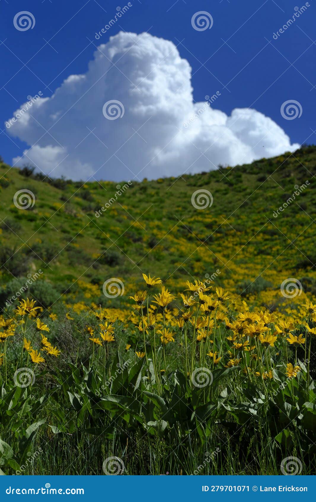 Yellow Wildflowers in Wilderness and Sky with Clouds Stock Image ...