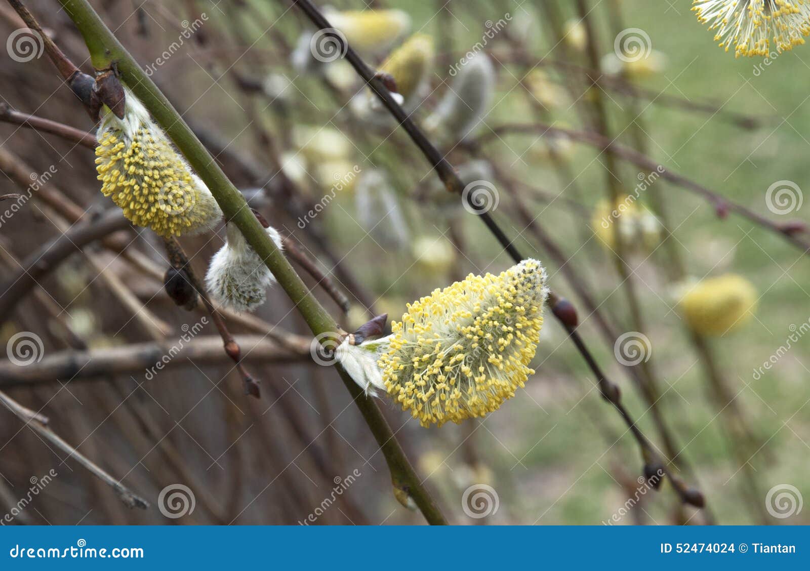 Yellow willow bud stock photo. Image of nature, fresh - 52474024