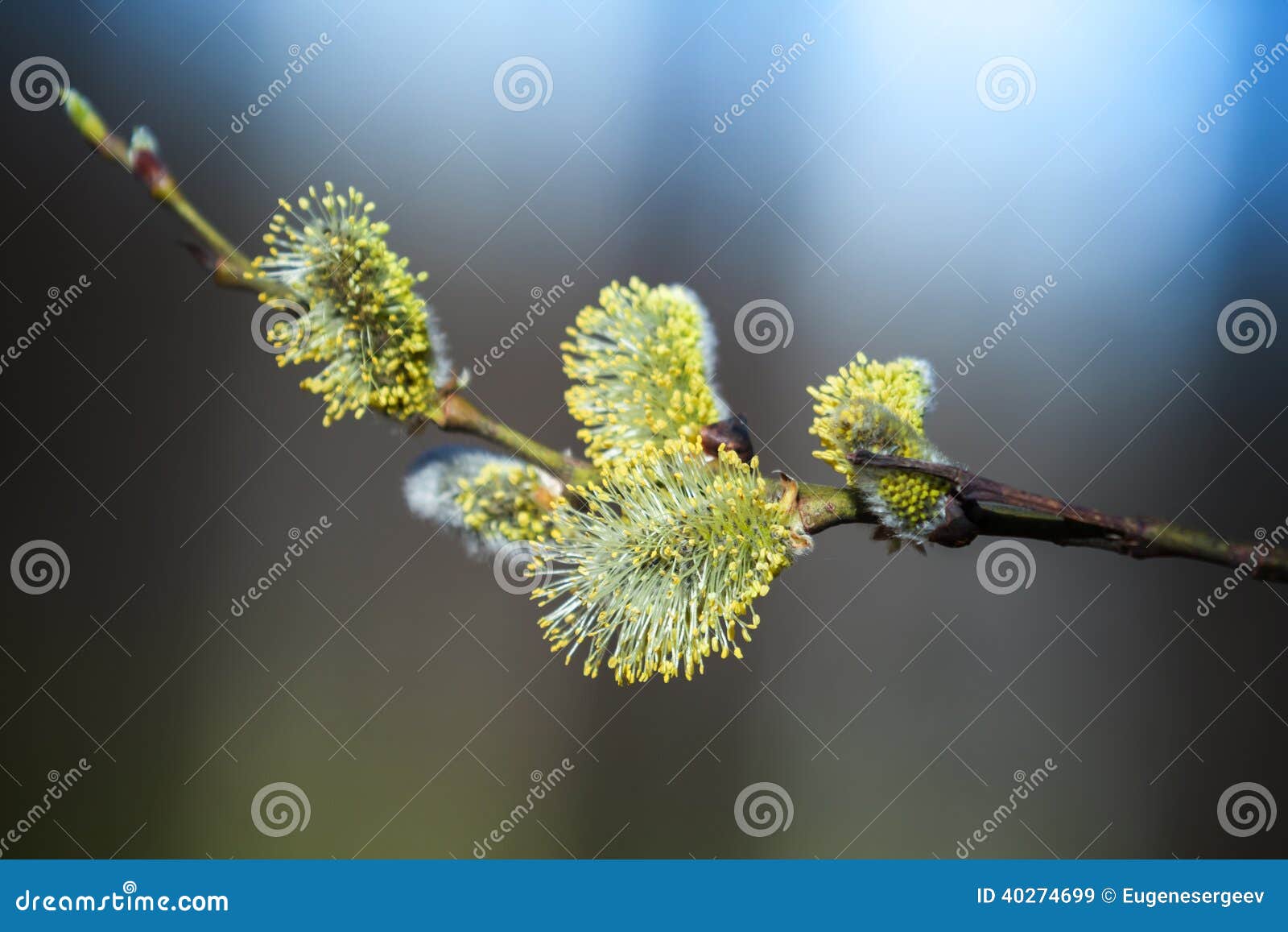 Yellow Willow Flowers on the Branch Stock Image - Image of park, flower ...