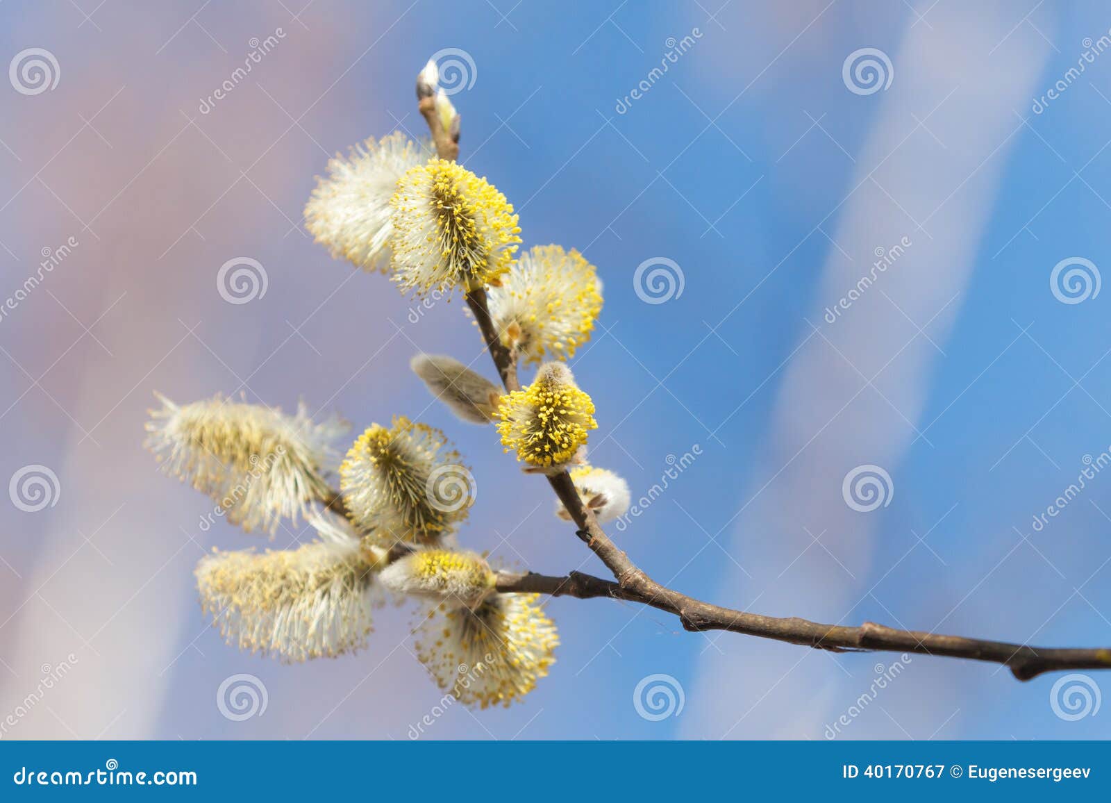 Yellow Willow Flowers in Spring Forest Stock Image - Image of blooming ...