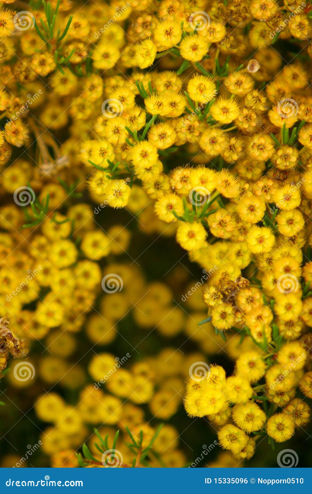 Yellow Wind Flower Australia Stock Photo - Image of floral, plant: 15335096