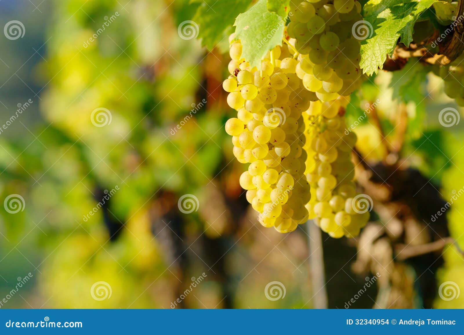 Yellow Wine Grape stock photo. Image of maribor, slovenia - 32340954