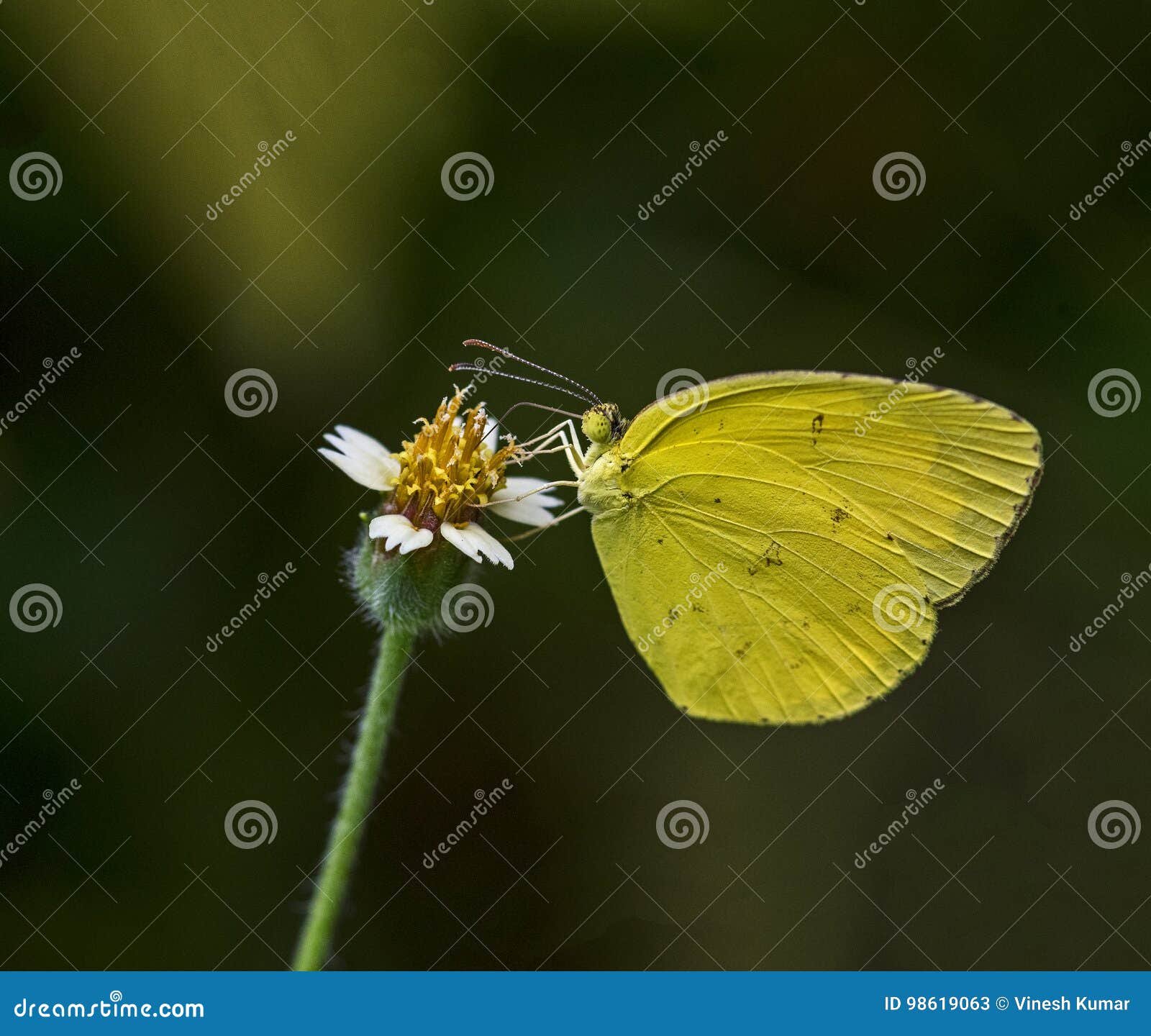 Yellow-winged Oak Leafroller Moth - Argyrotaenia Quercifoliana Royalty ...