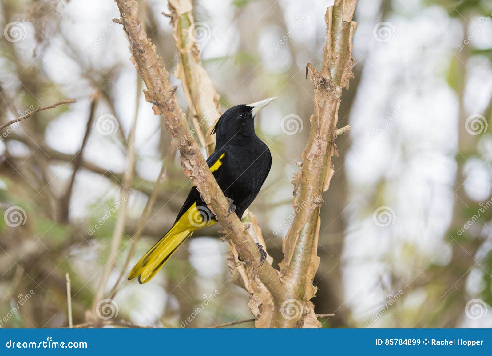Yellow-winged Cacique Cassiculus Melanicterus in Mexico Stock Image ...