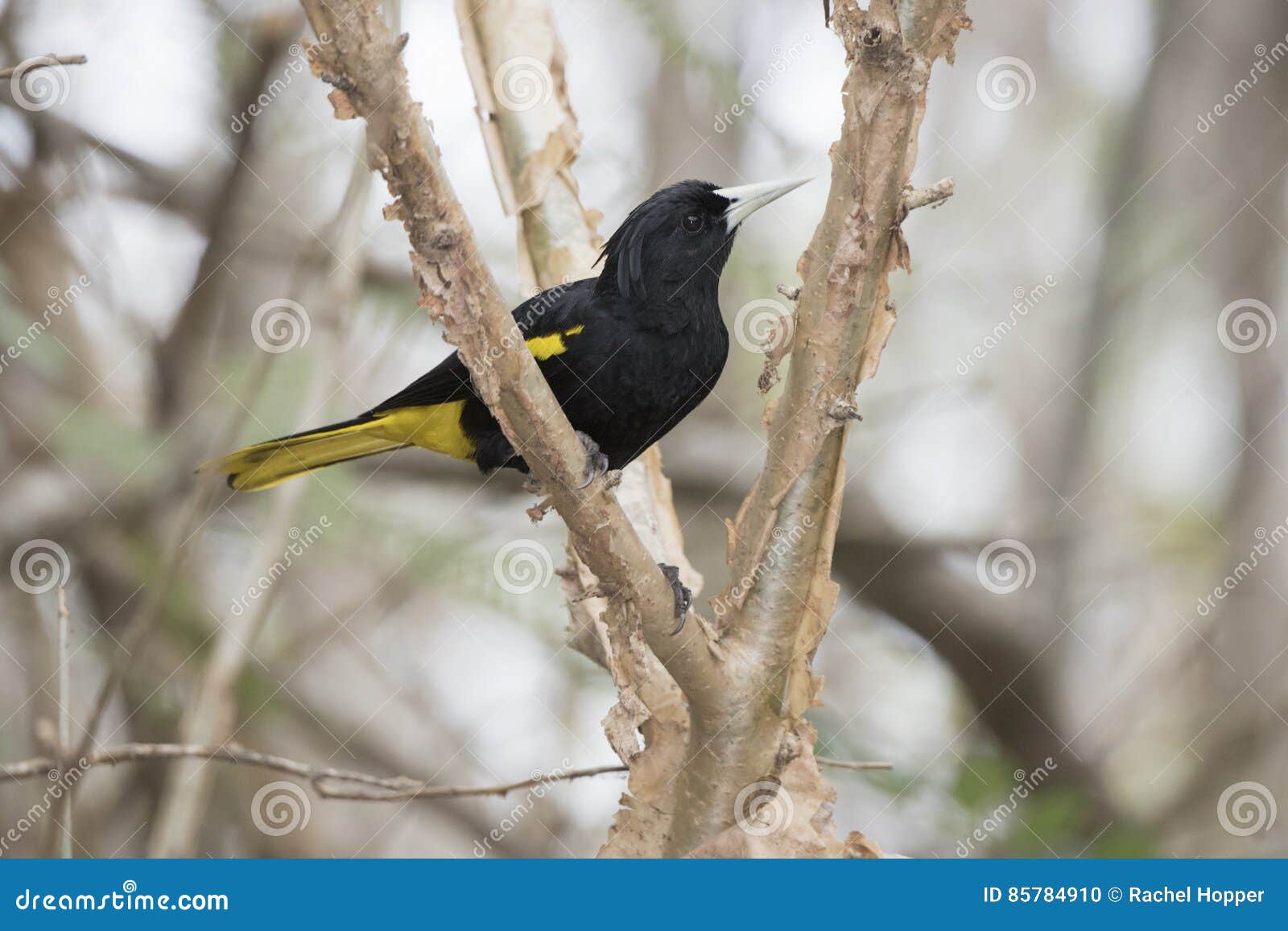 Yellow-winged Cacique Cassiculus Melanicterus in Mexico Stock Photo ...