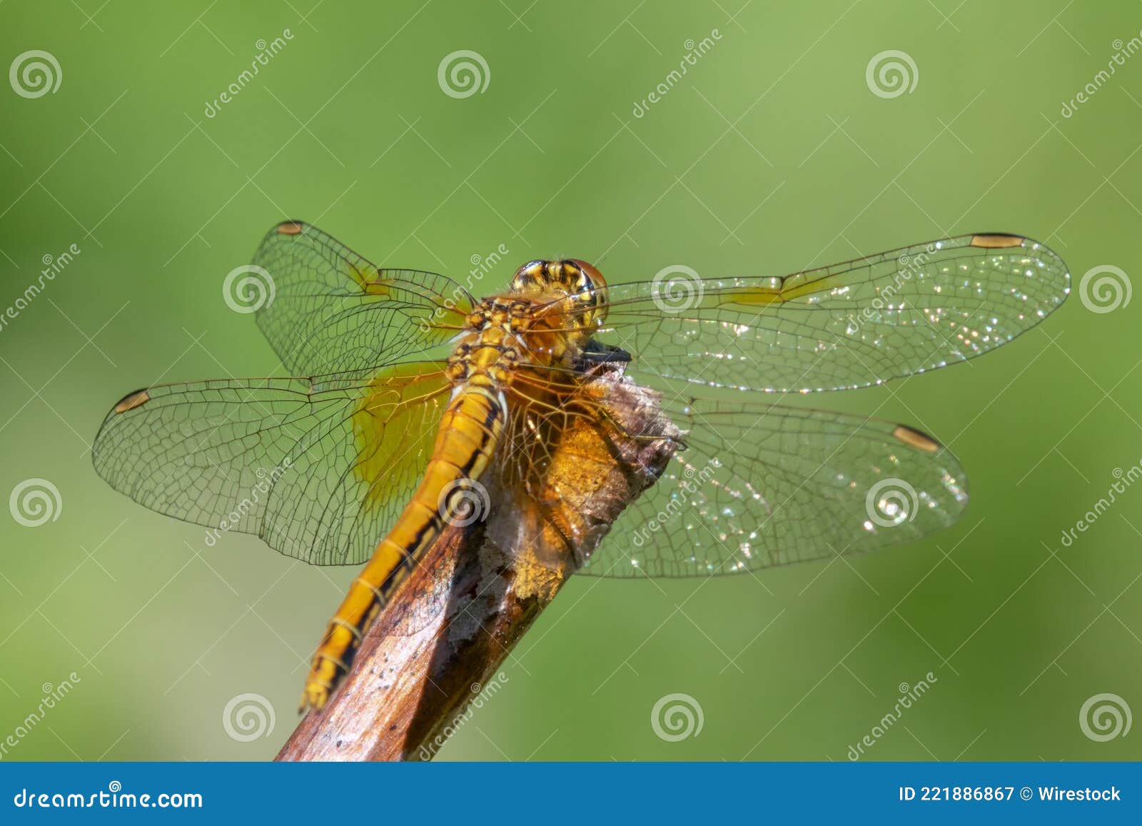 Yellow-winged Darter (Sympetrum Flaveolum) on a Stick Stock Image ...