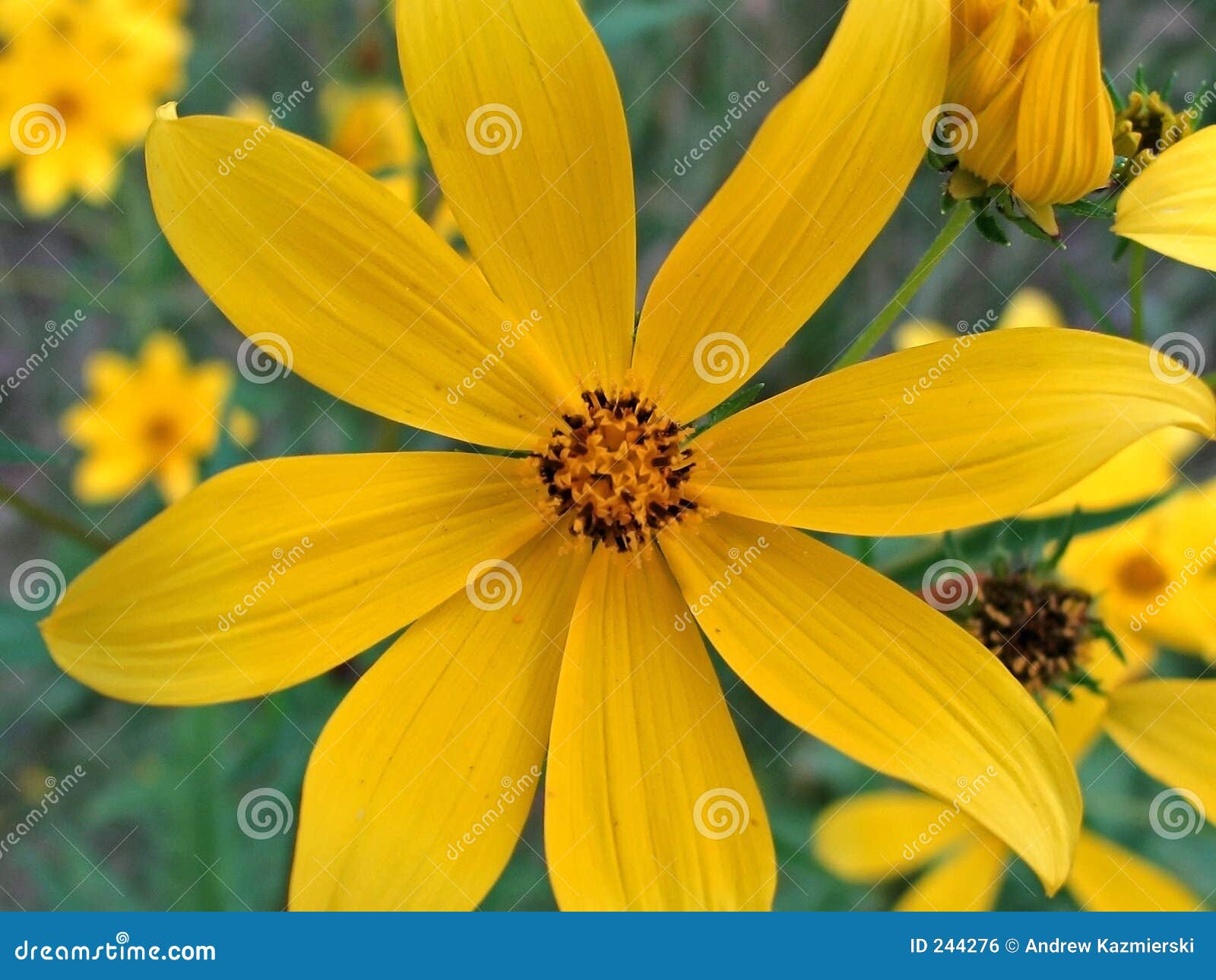 Yellow Wingstems stock photo. Image of wildflower, texture - 244276