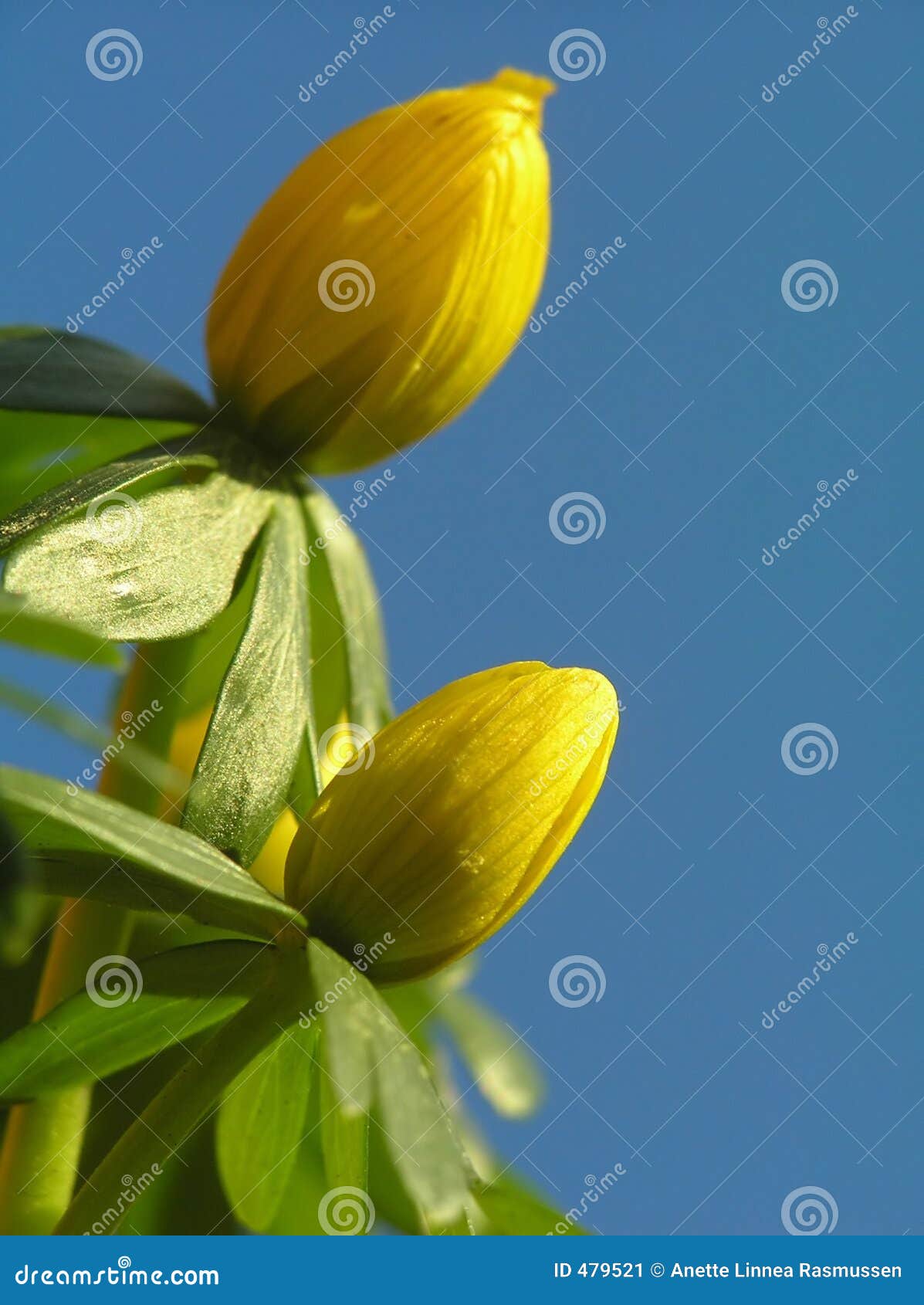 Yellow winter aconite stock image. Image of blossom, blue - 479521