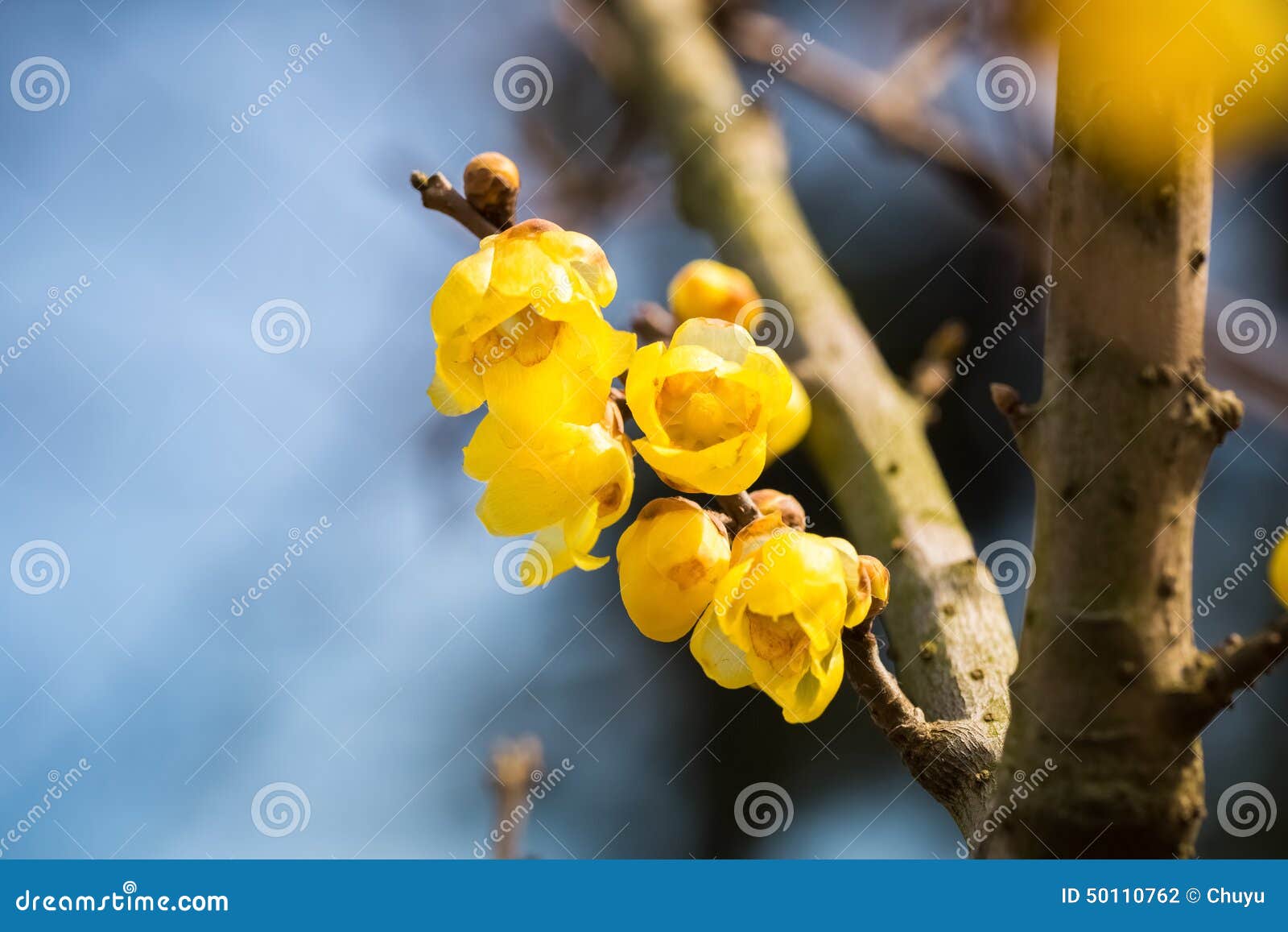 Yellow wintersweet flower stock photo. Image of blossom - 50110762