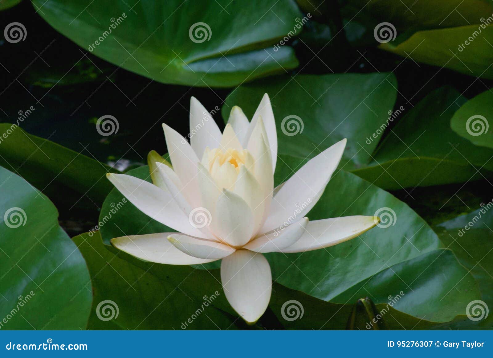 Yellow and Withe Water Pawn Lily Flower Stock Image - Image of green ...